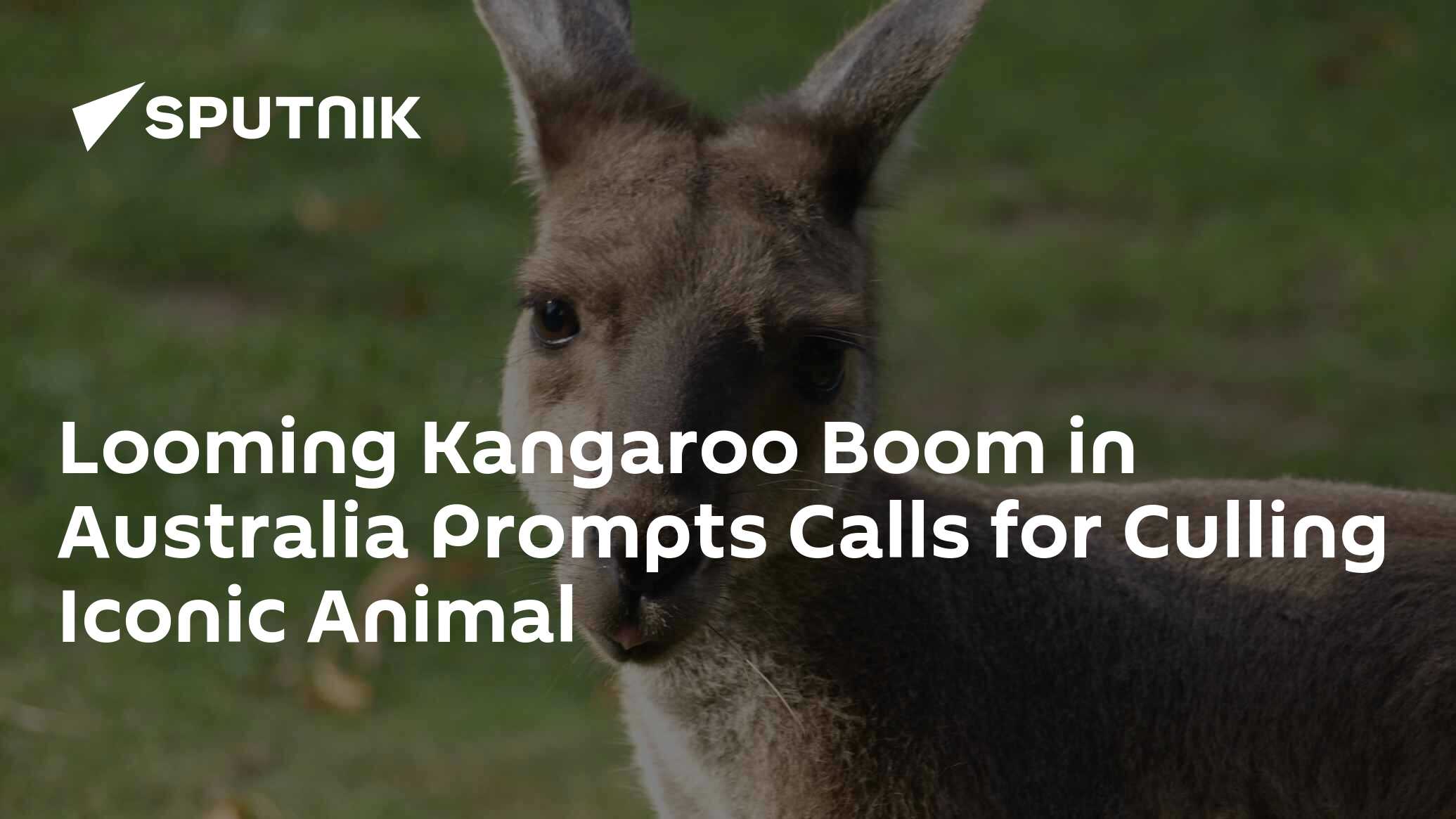 Australia May Soon Have to Cull Their Kangaroos