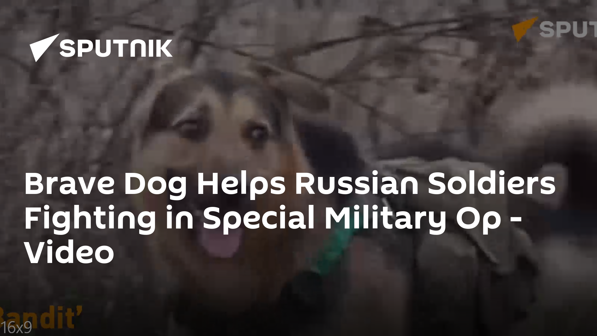 Brave Canine Helps Russian Soldiers Fighting in Special Op - Video