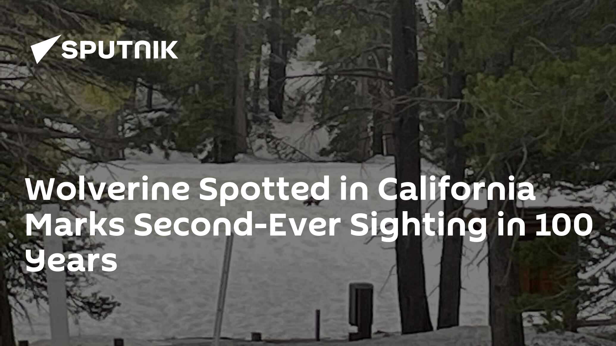 Wolverine Spotted in California Marks Second-Ever Sighting in 100 Years