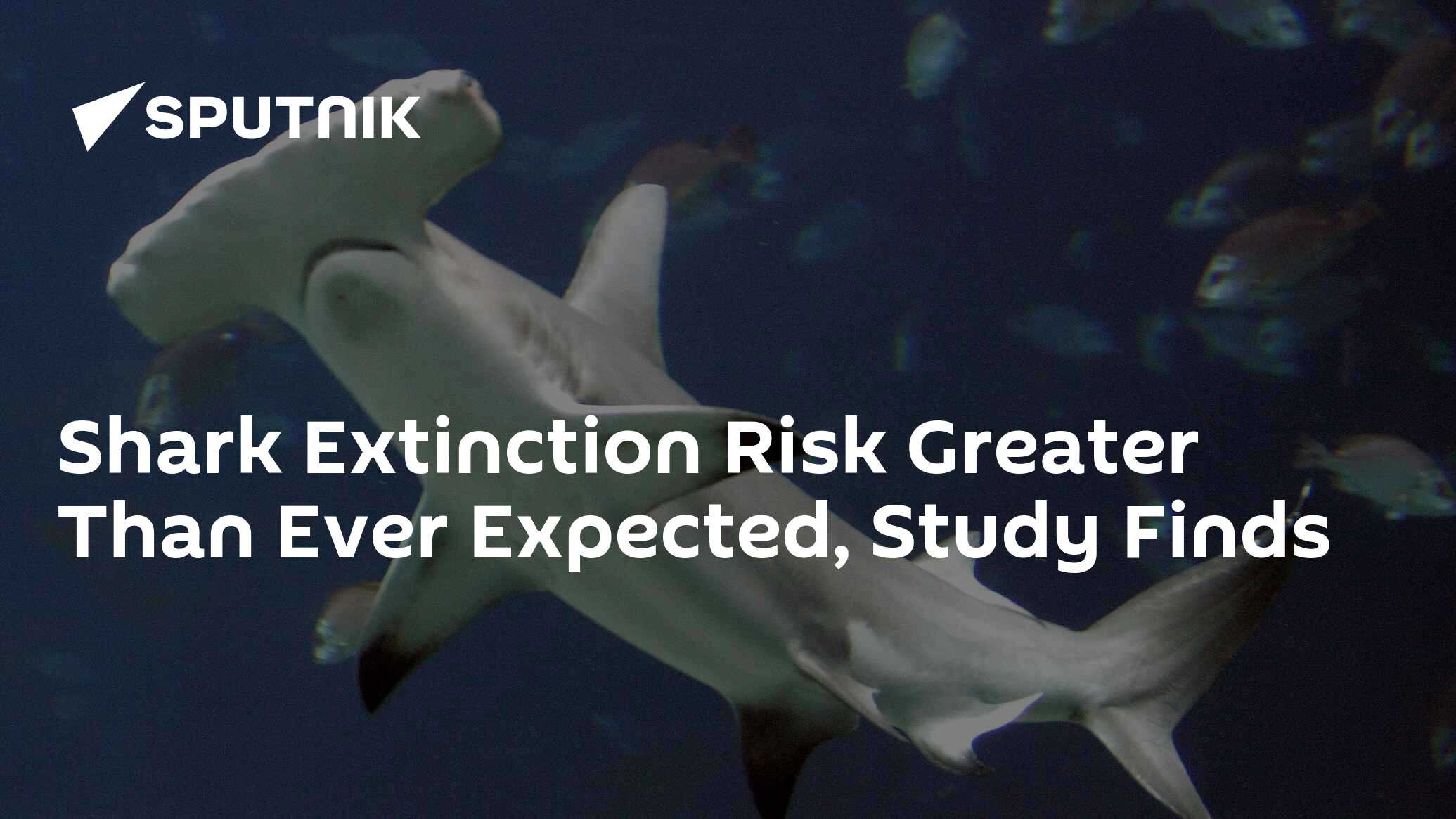 New Study Reveals Shark Extinction Risk Greater Than Expected