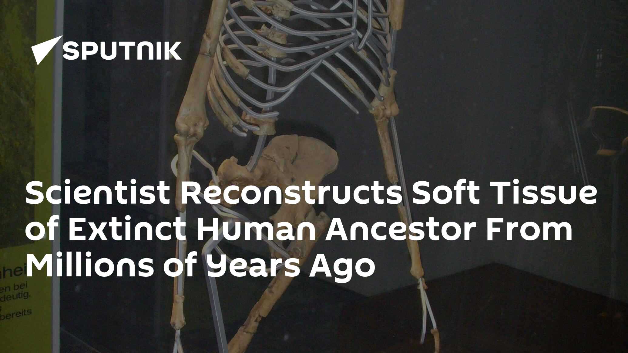 Scientist Reconstructs Soft Tissue of Extinct Human Ancestor From ...