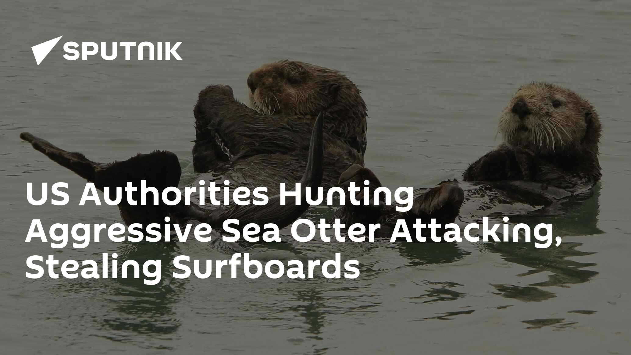 Authorities On The Lookout For Sea Otter Attacking And Stealing Surfboards
