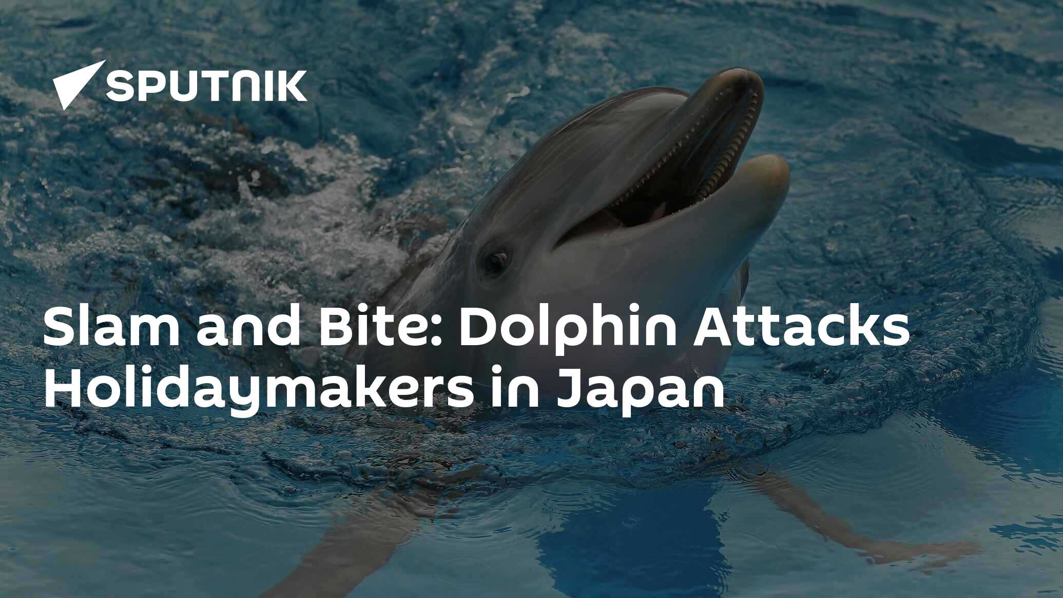 Unusual Dolphin Attack Injures Holidaymaker on the Beach