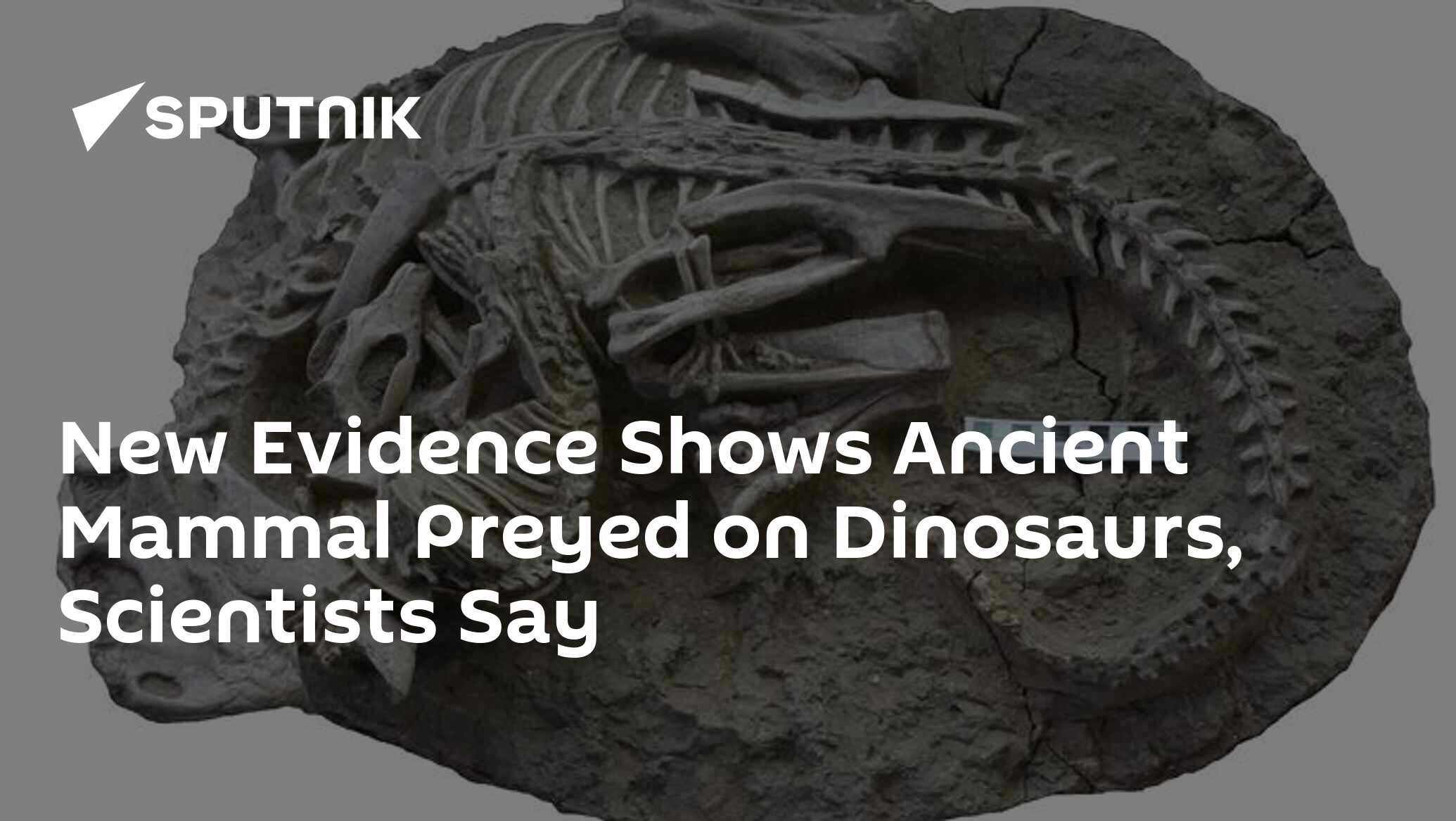 New Evidence Shows Ancient Mammal Preyed on Dinosaurs