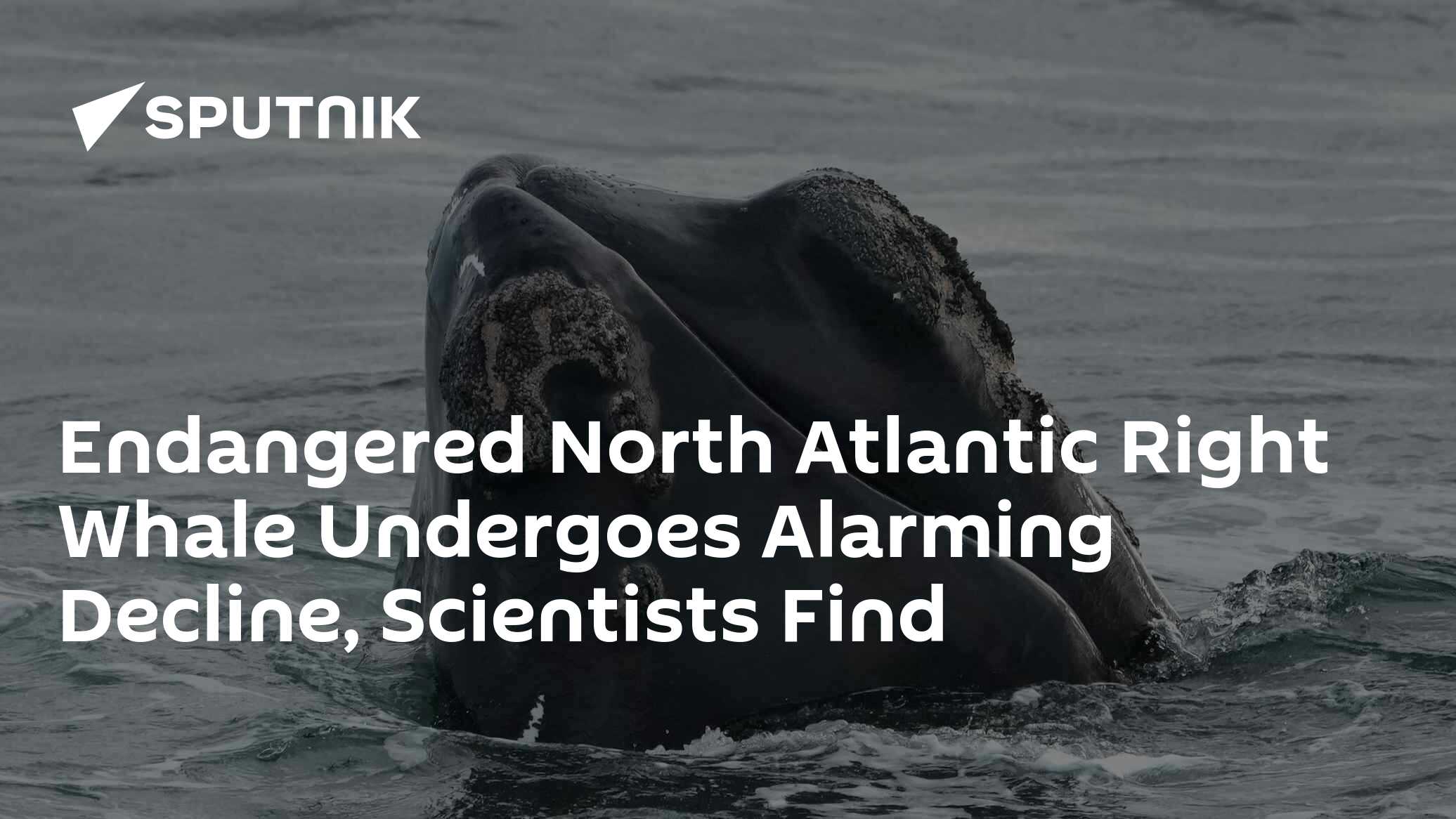 Endangered North Atlantic Right Whale Undergoes Alarming Decline