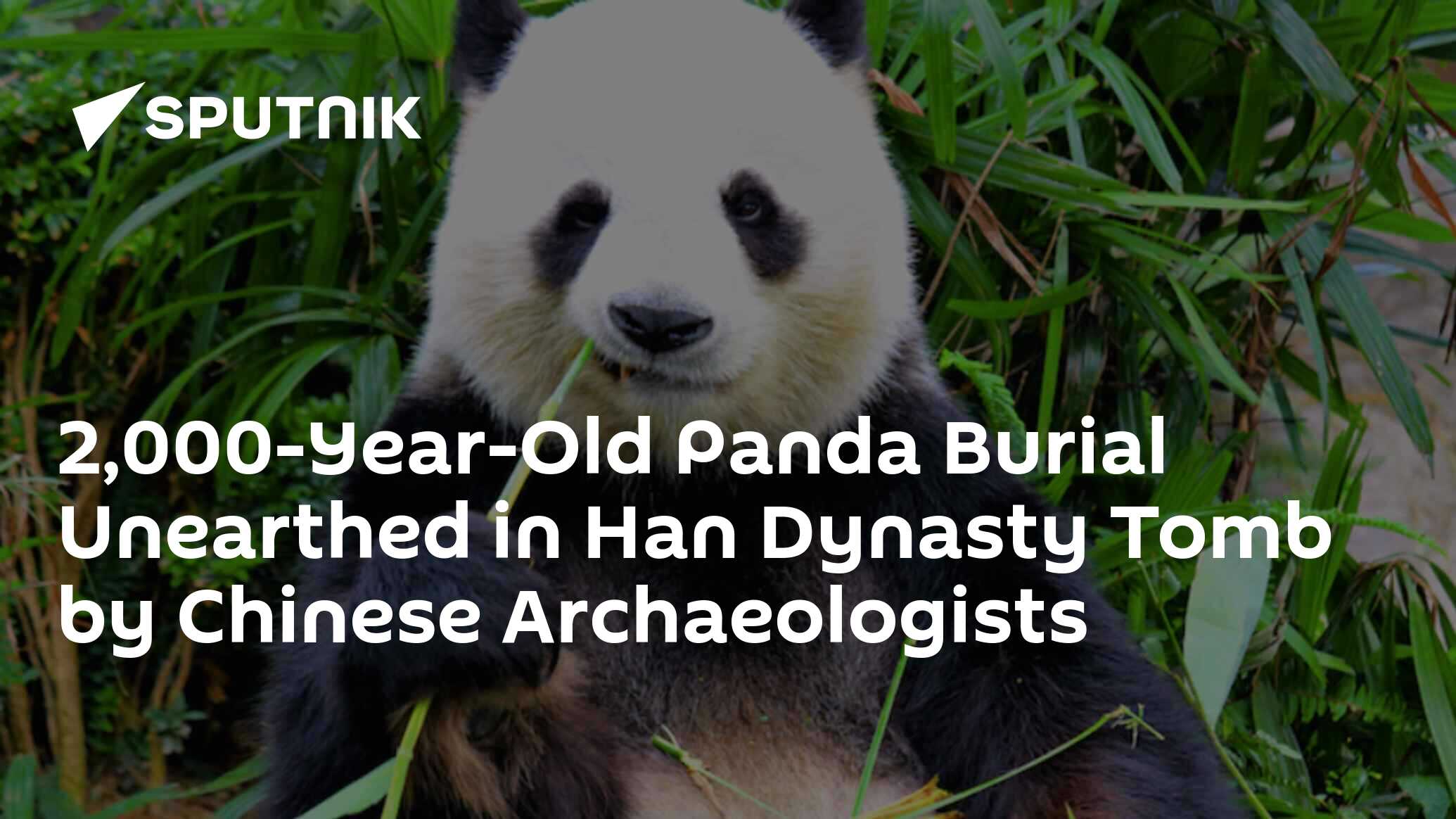 2,000-Year-Old Panda Burial Unearthed in Han Dynasty Tomb by Chinese ...