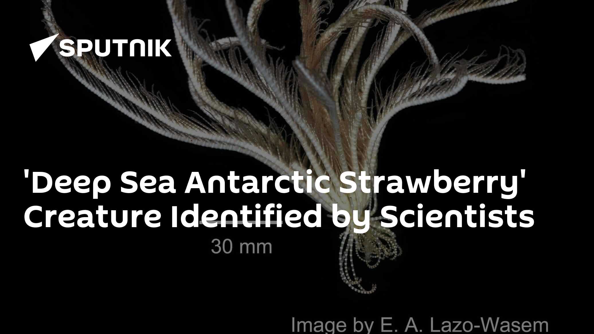 'Deep Sea Antarctic Strawberry' Creature Identified by Scientists