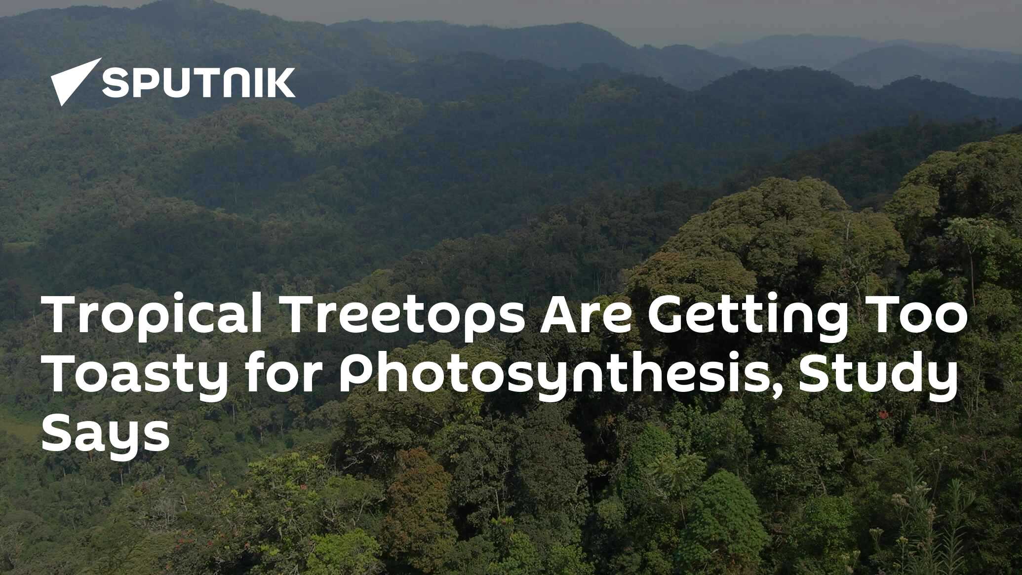 Tropical Treetops Are Getting Too Hot for Photosynthesis, Study Says