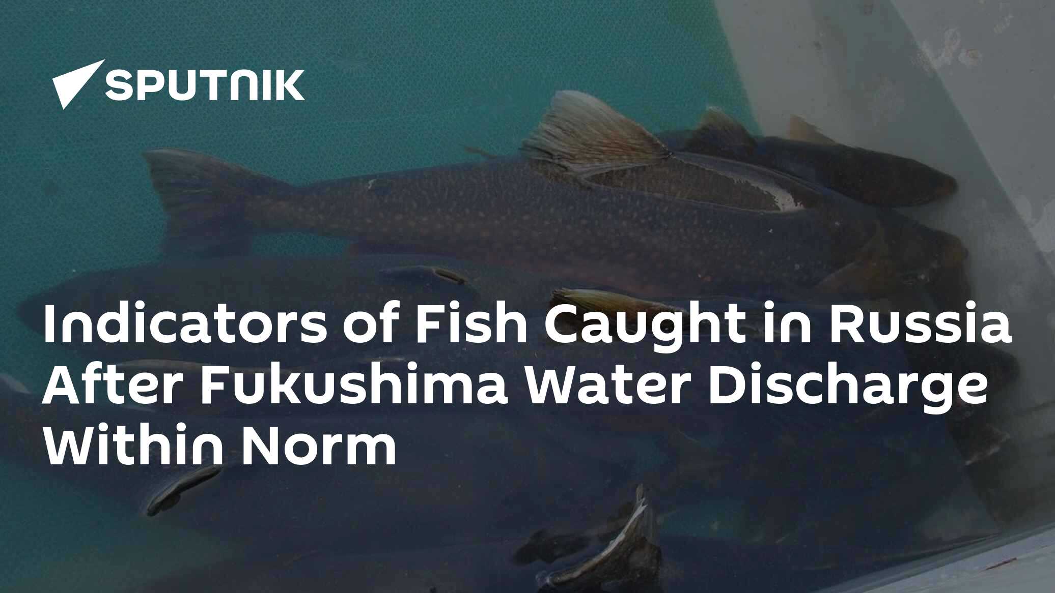 Indicators of Fish Caught in Russia After Fukushima Water Discharge ...