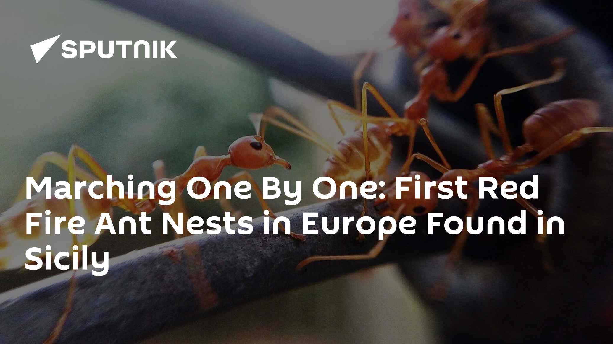 Marching One By One: First Red Fire Ant Nests in Europe Found in Sicily