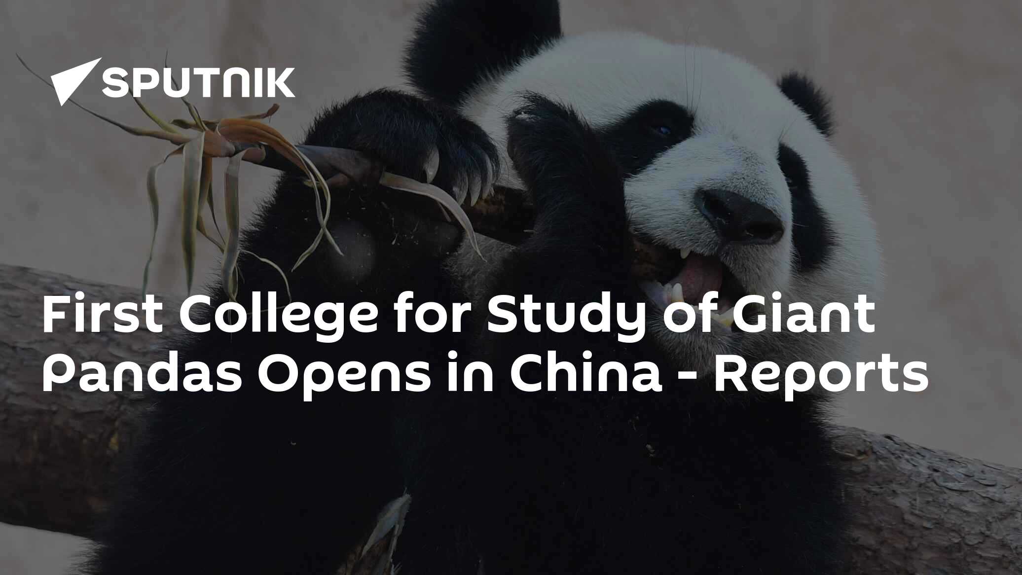 First College for Study of Giant Pandas Opens in China - Reports