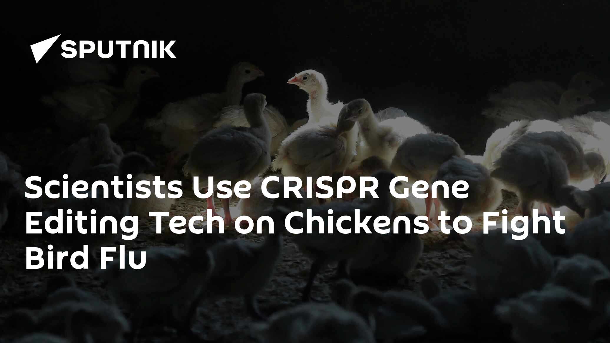 Scientists Use Crispr Gene Editing On Chickens To Fight Bird Flu