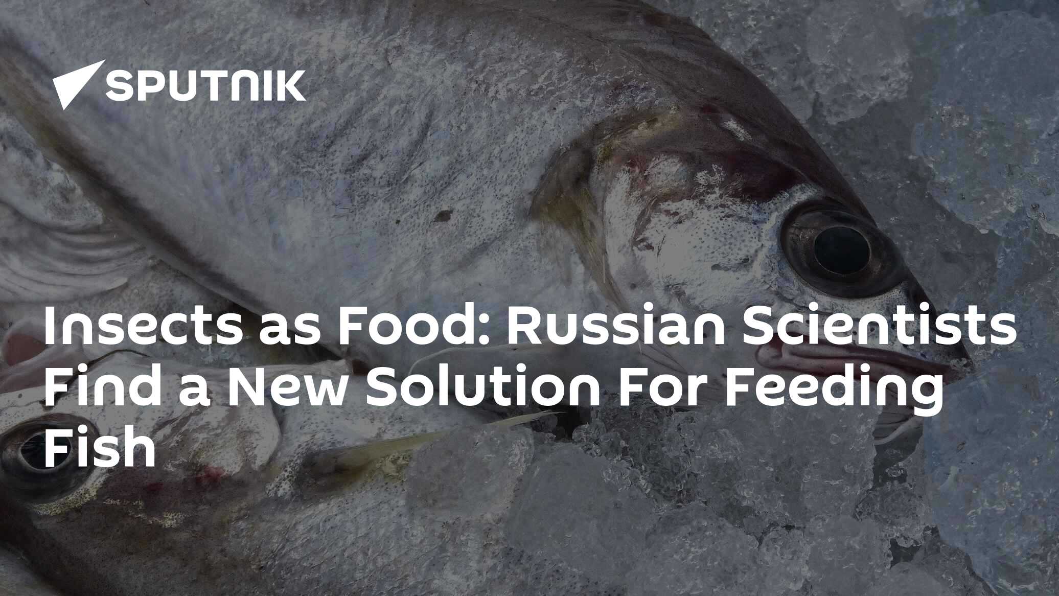Insects as Food: Russian Scientists Find a New Solution For Feeding Fish