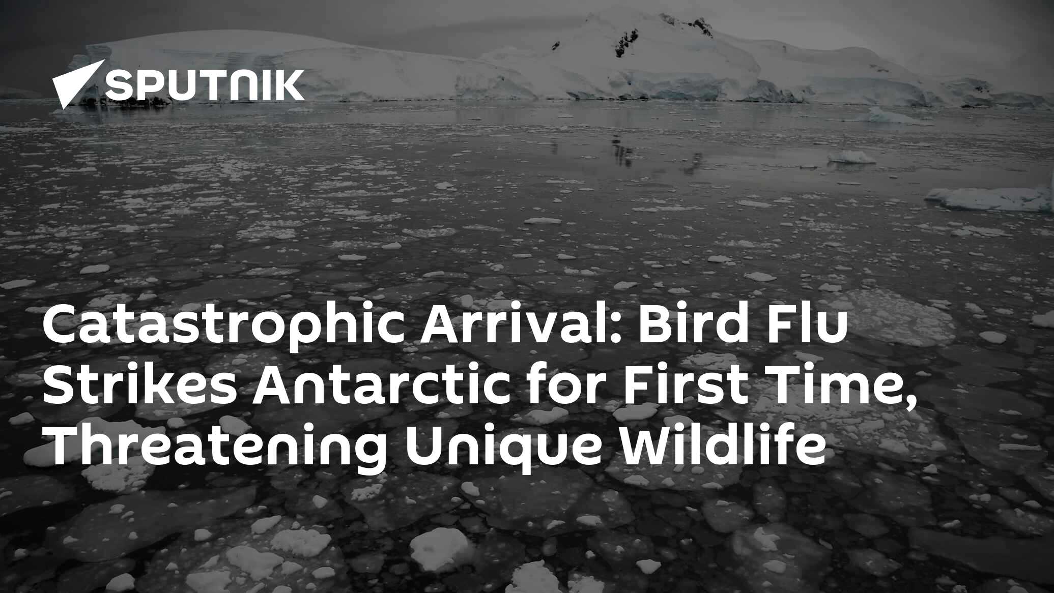 Catastrophic Arrival: Bird Flu Strikes Antarctic, Threatening Unique ...