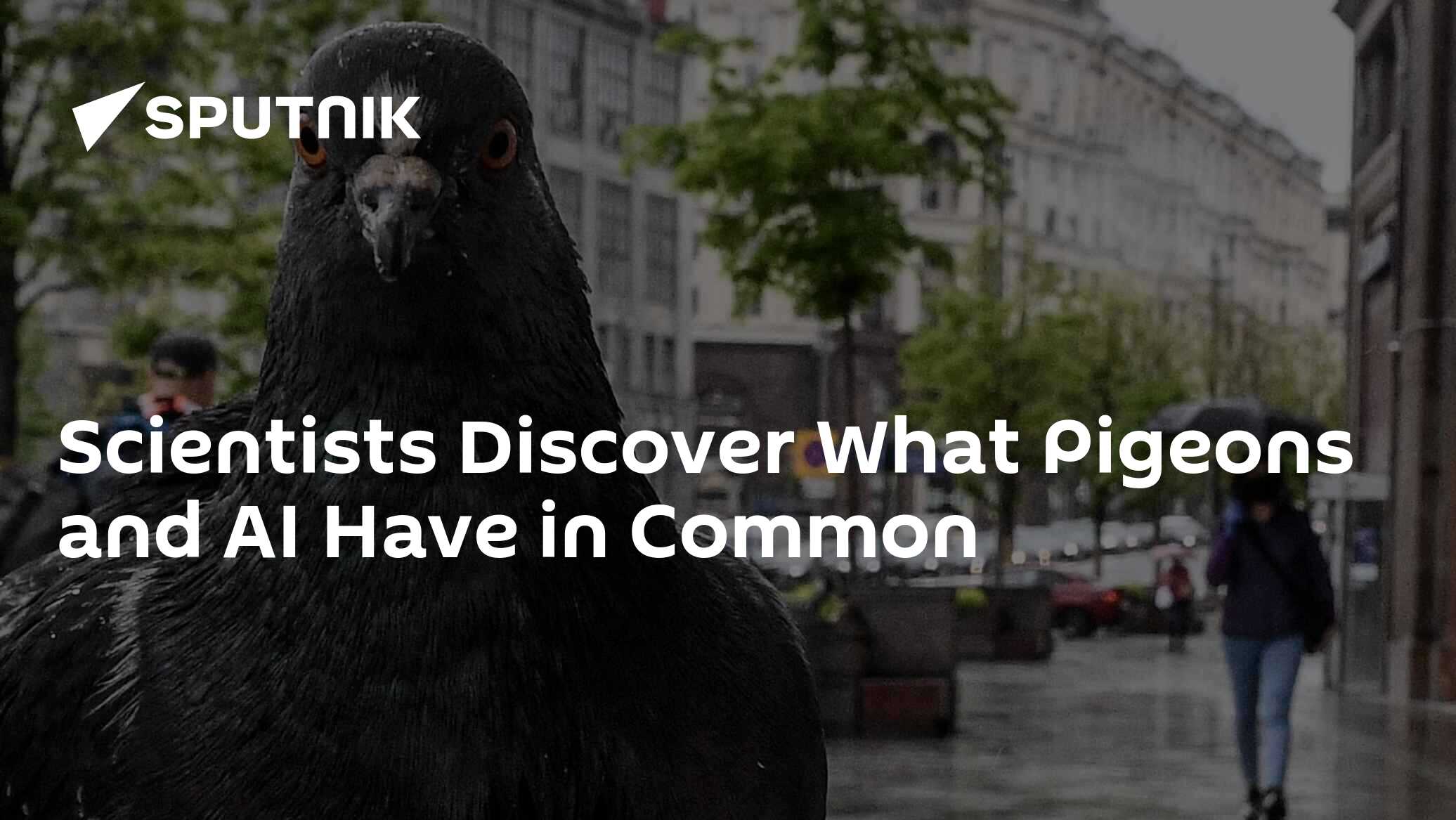 Scientists Discover What Pigeons and AI Have in Common