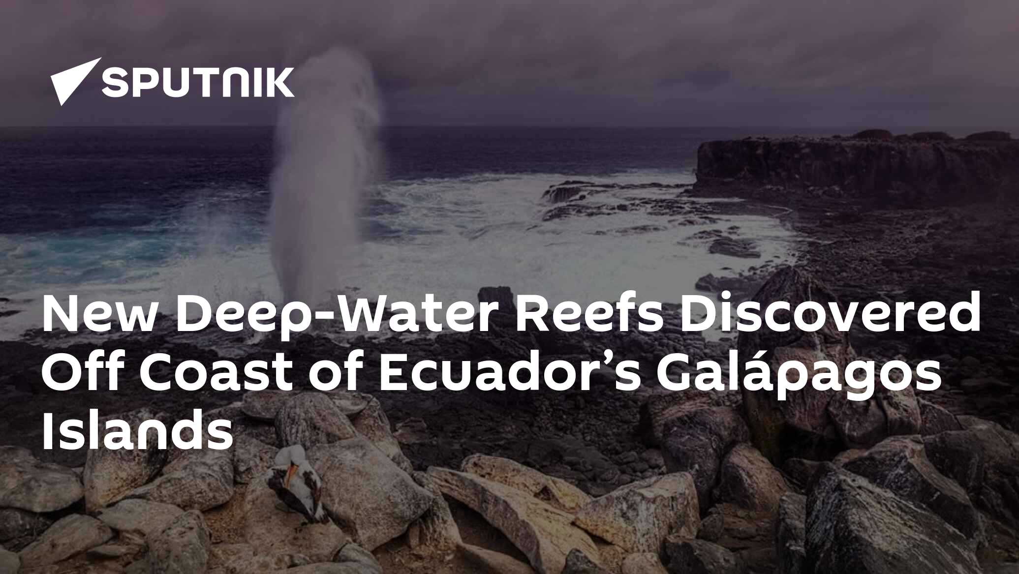 New Deep-Water Reefs Discovered Off Coast of Ecuador’s Galápagos Islands