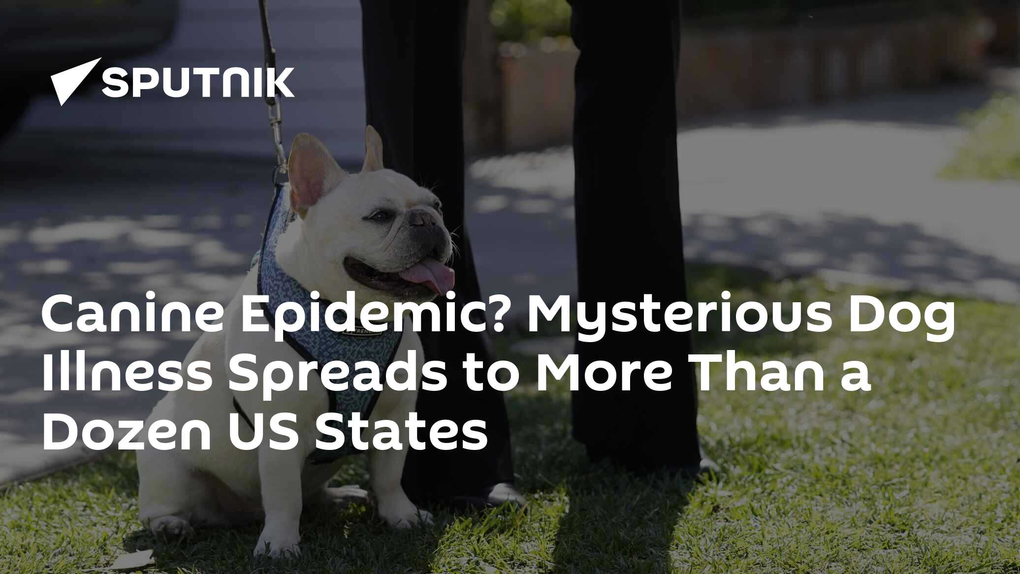 Mysterious Respiratory Illness in Dogs Now Reaches More Than a Dozen States