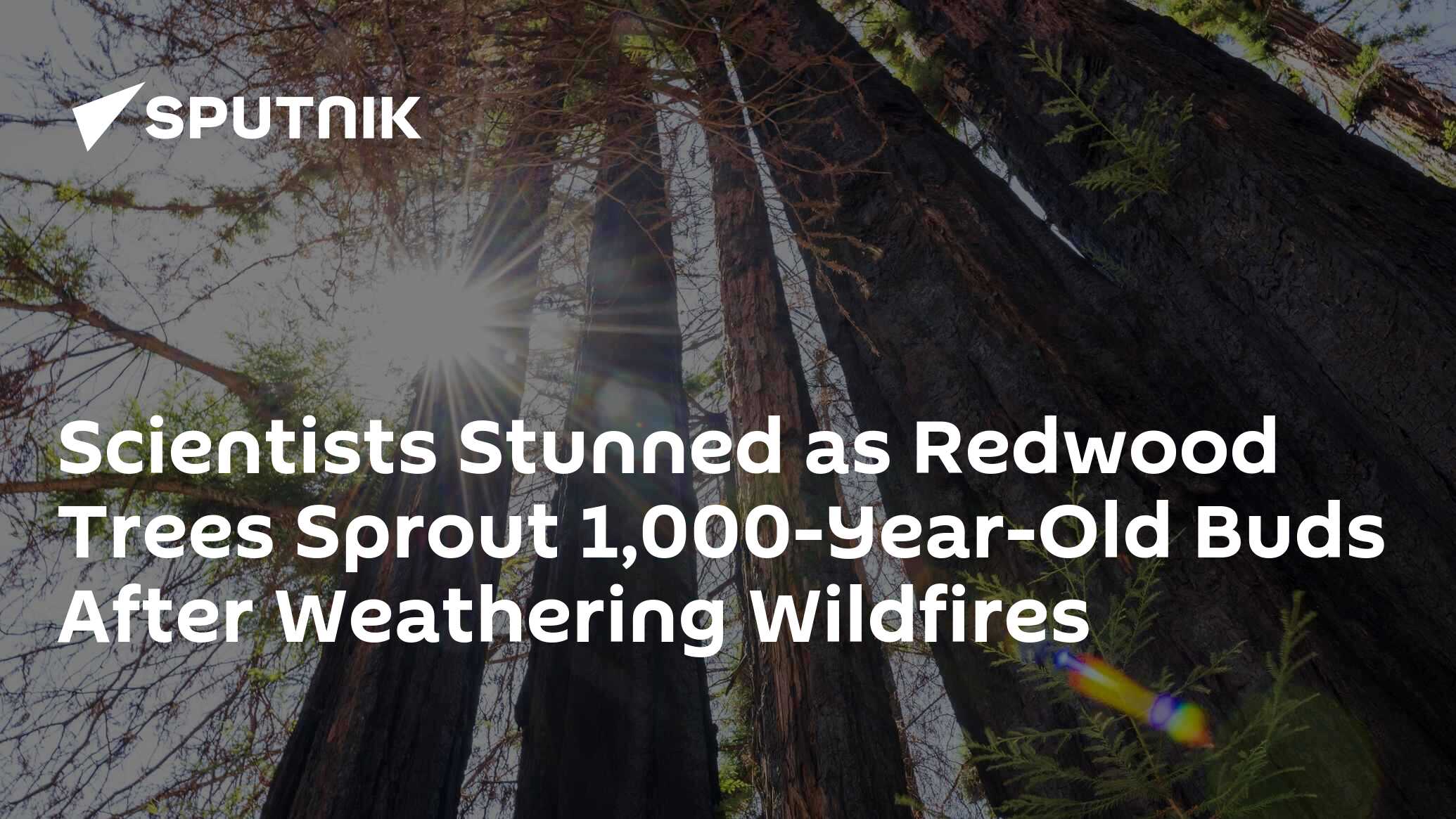 Redwoods Defy Devastating 2020 Wildfire, Sprout 1000-Year-Old Buds to ...