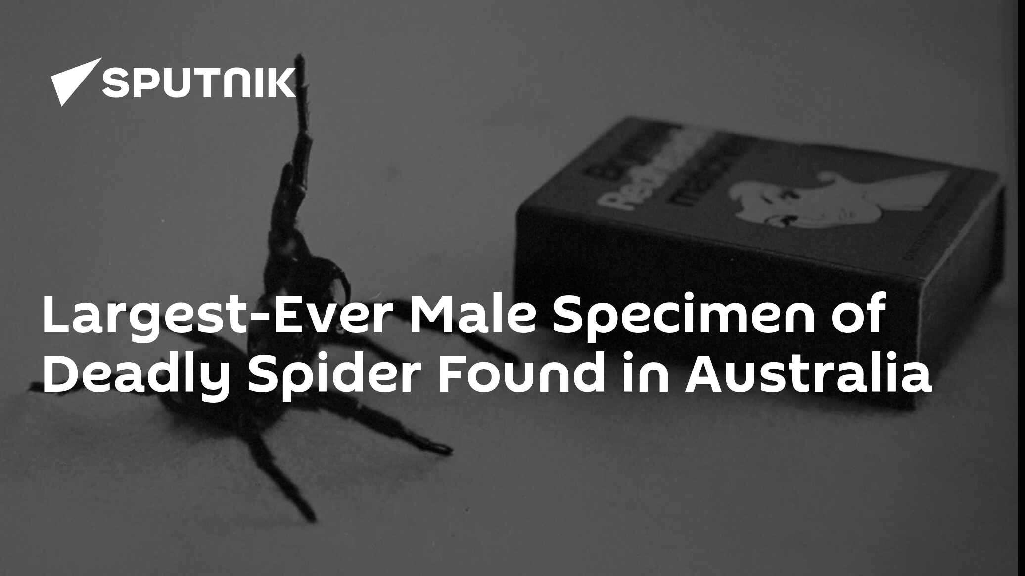 Largest-Ever Male Specimen of Deadly Spider Found in Australia