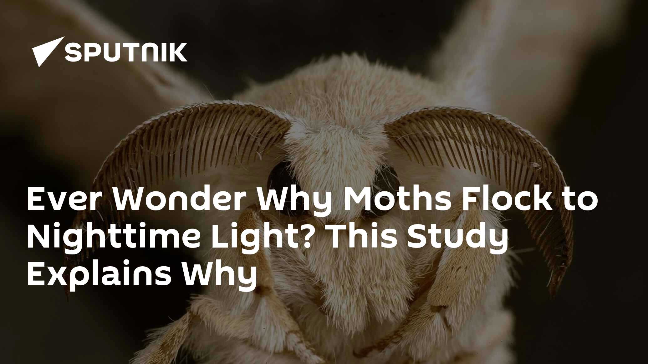 Ever Wonder Why Moths Flock to Nighttime Light? This Study Explains Why