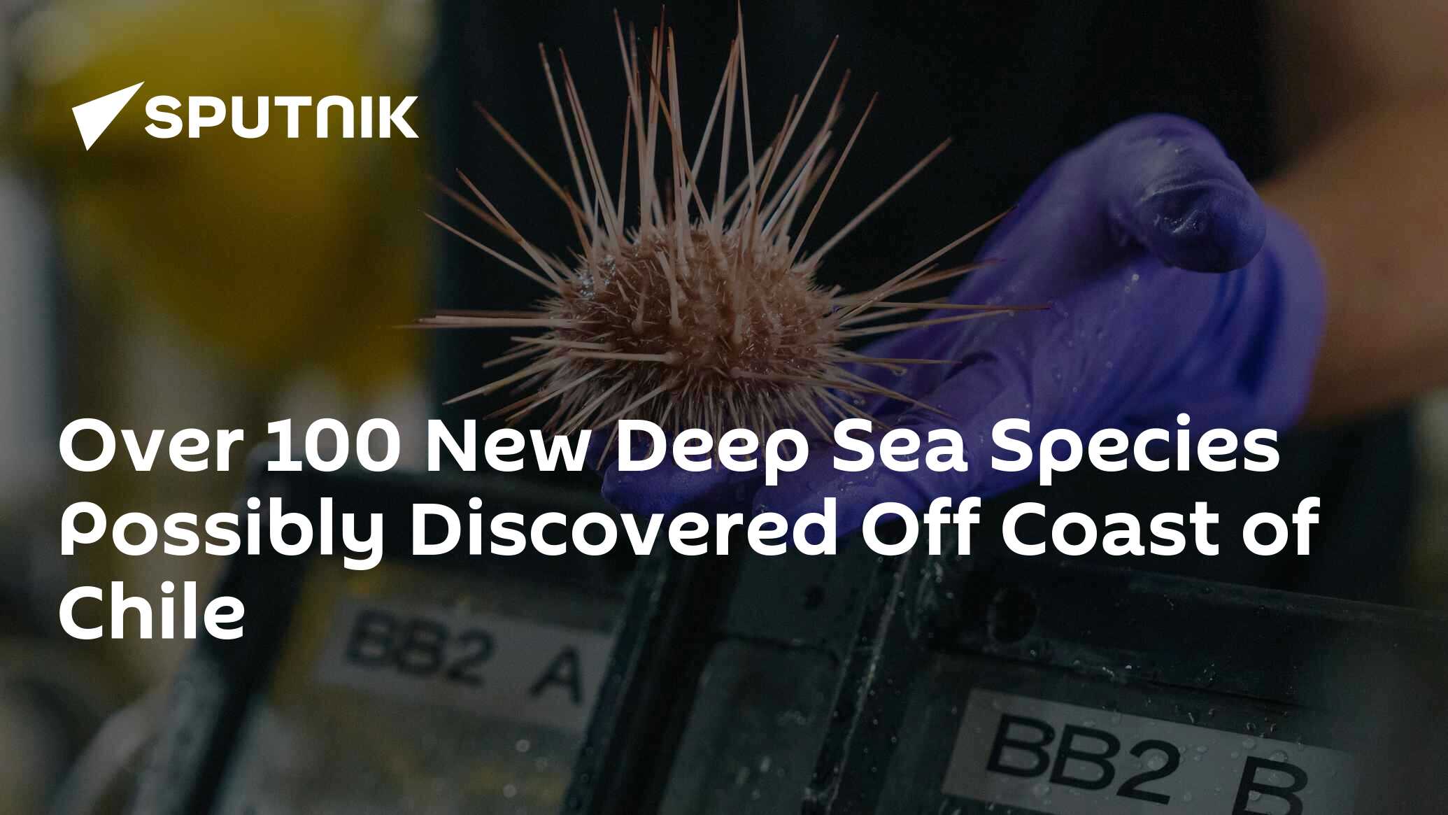 Over 100 New Deep Sea Species Possibly Discovered Off Coast of Chile