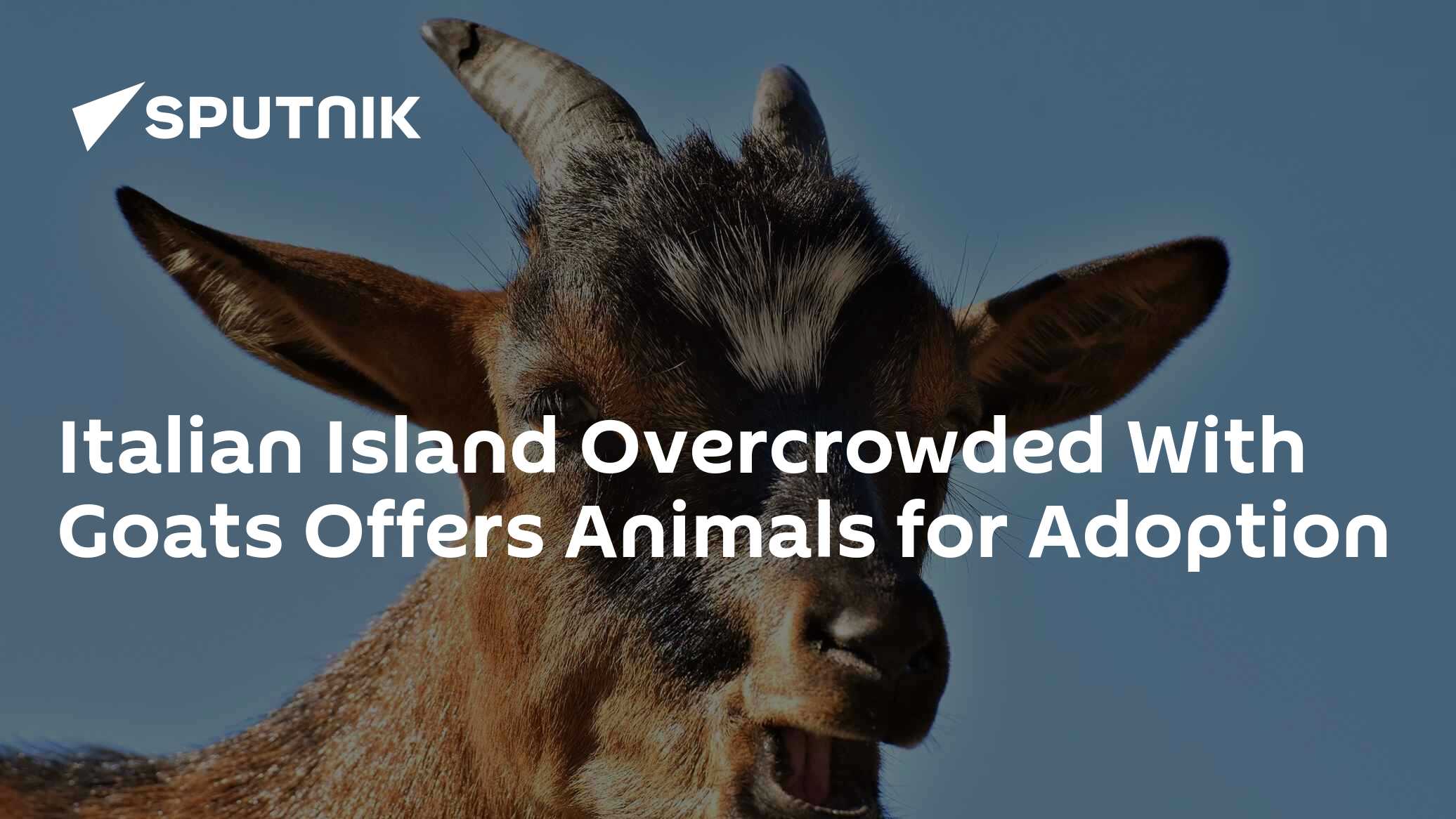 Italian Island Overcrowded With Goats Offers Animals for Adoption