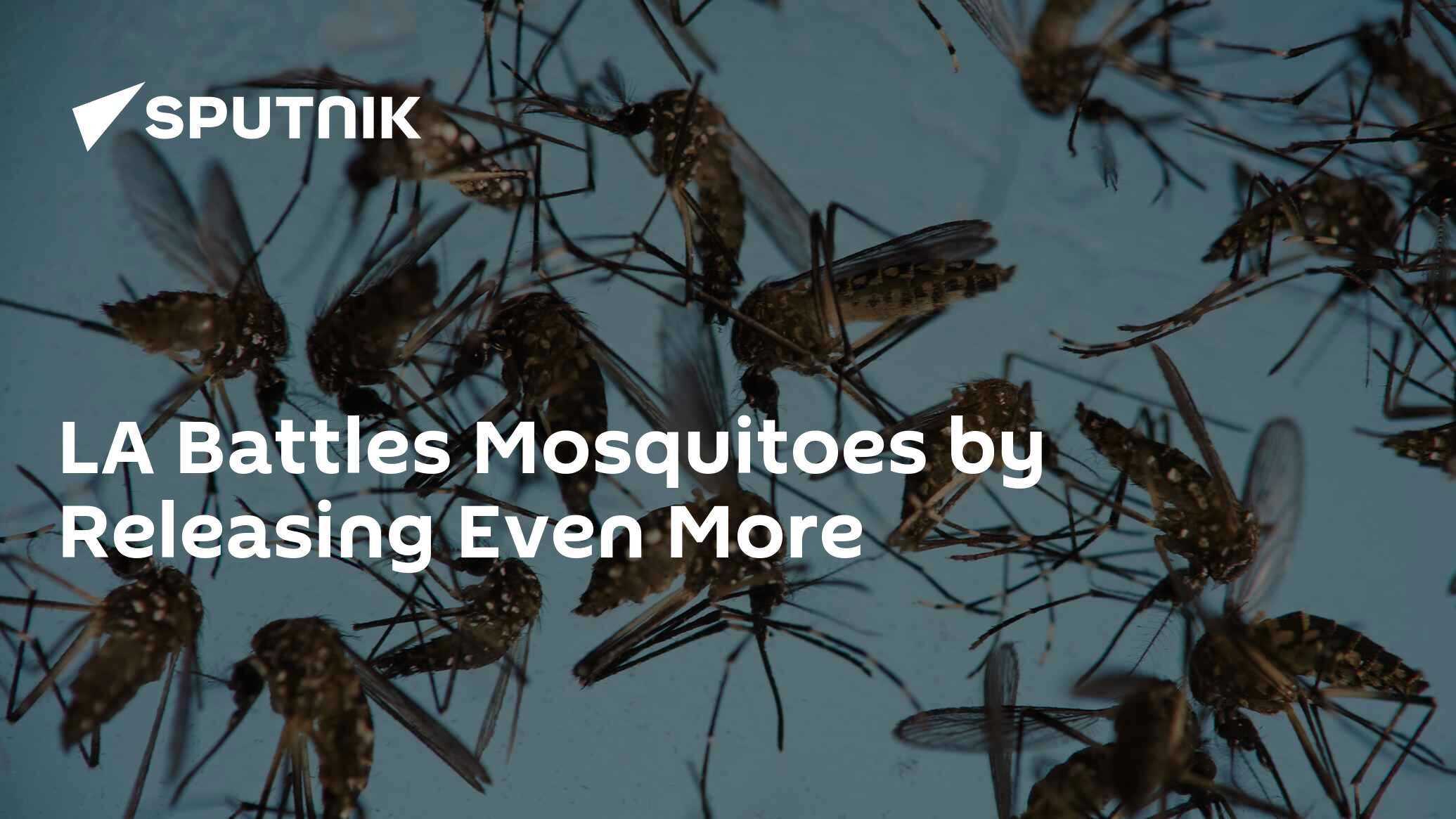 LA Battles Mosquitoes by Releasing Even More