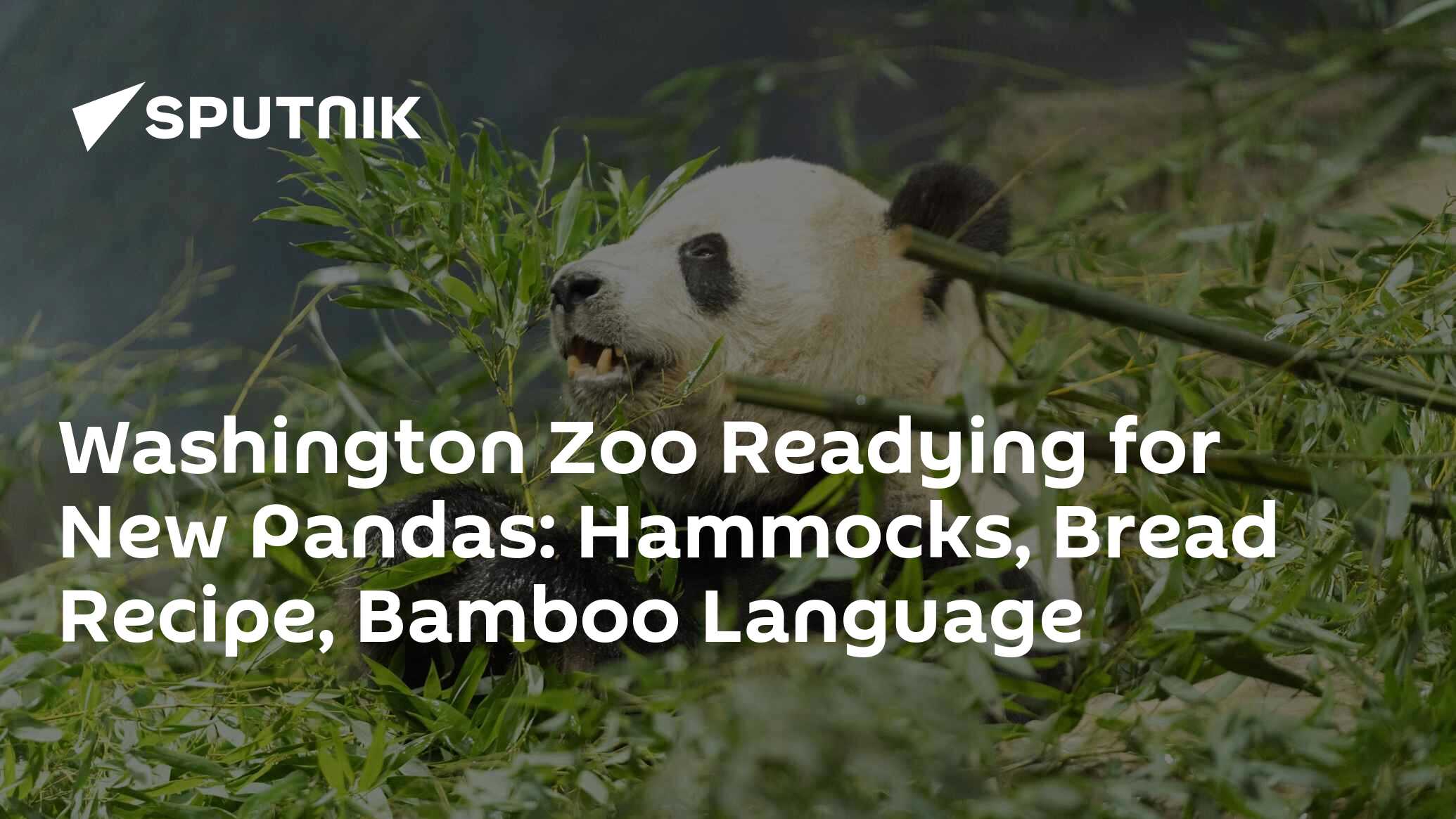 Washington Zoo Readying For New Pandas Hammocks Bread Recipe Bamboo
