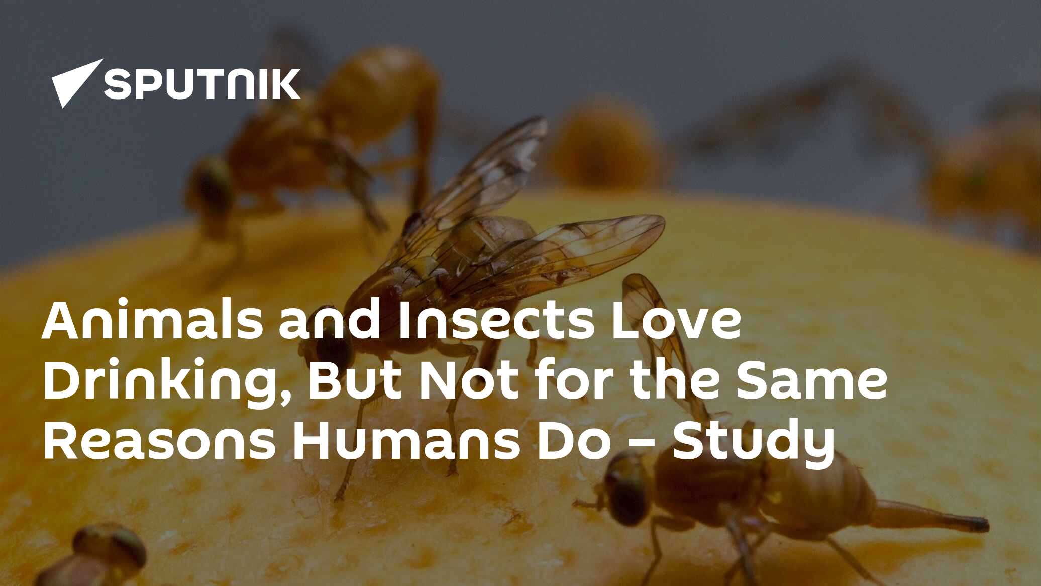 Animals and Insects Love Drinking, But Not for the Same Reasons Humans ...
