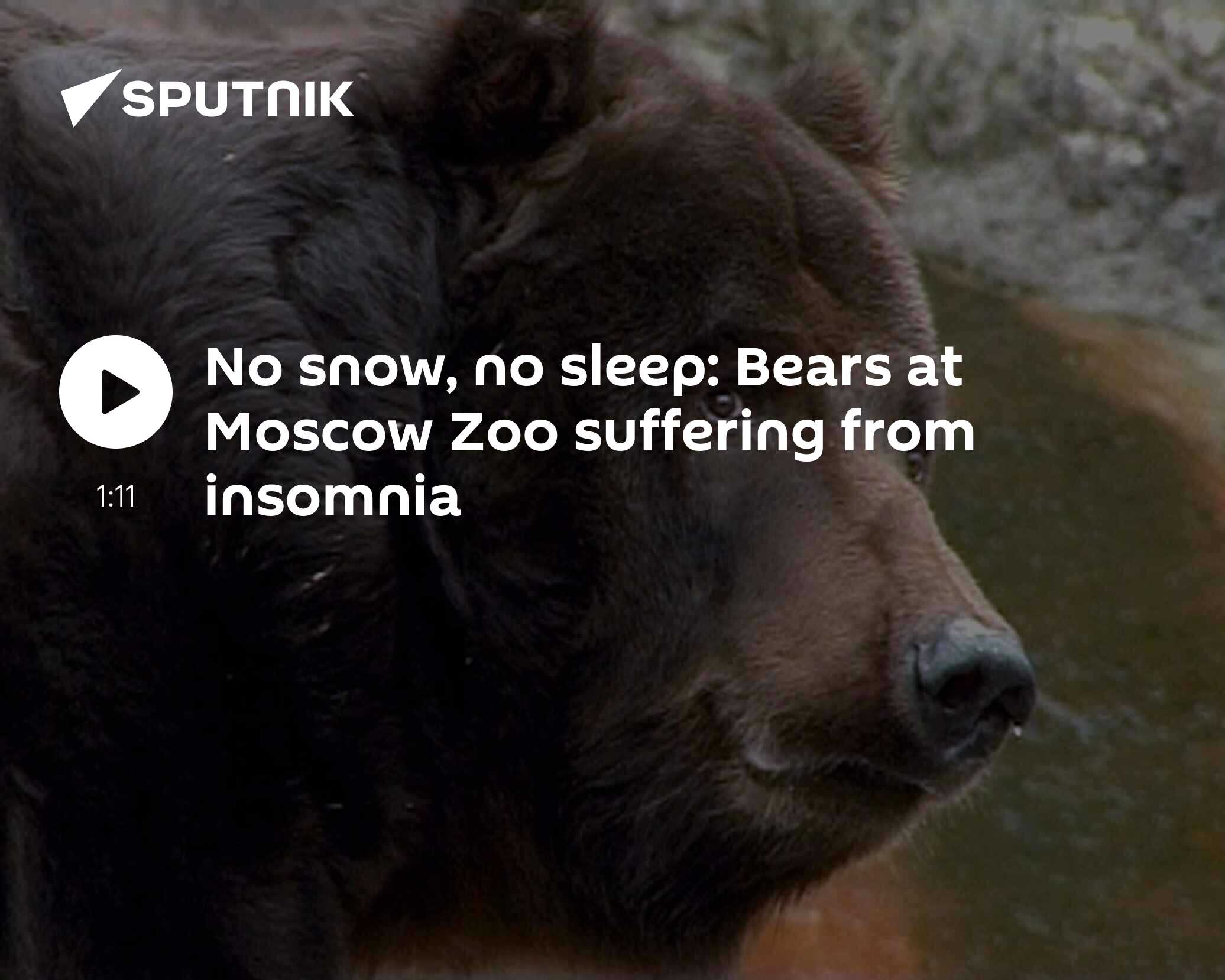 No snow, no sleep: Bears at Moscow Zoo suffering from insomnia - 02.12. ...