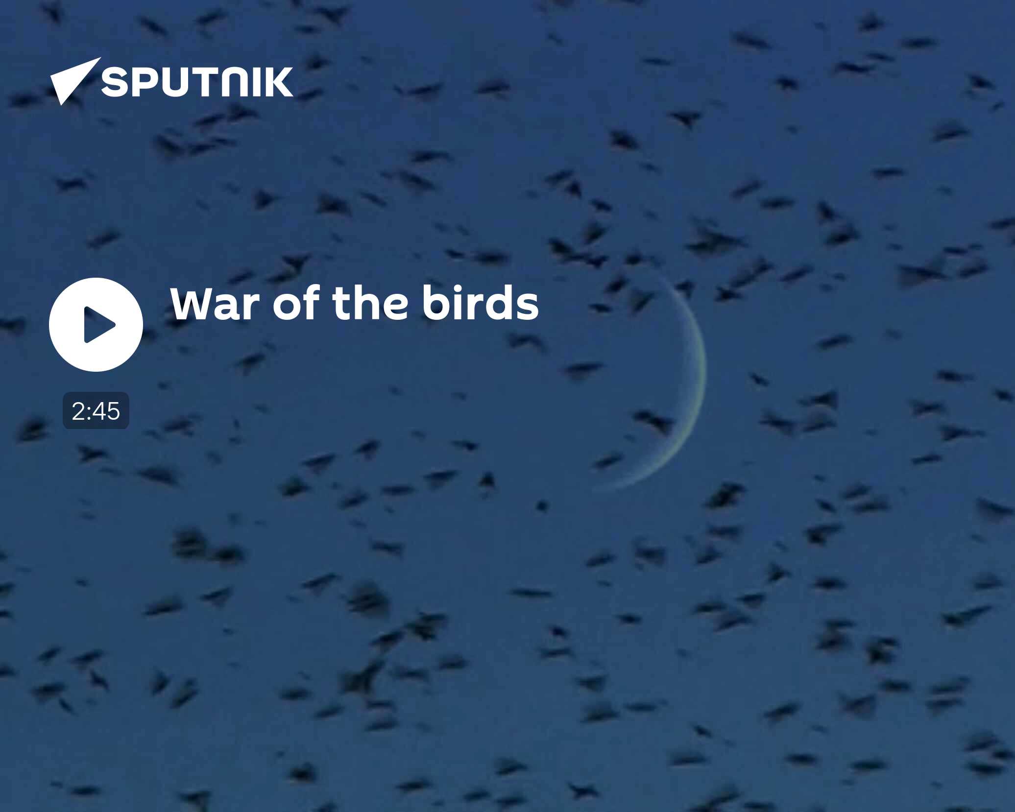 War of the birds - 14.12.2009, Sputnik International