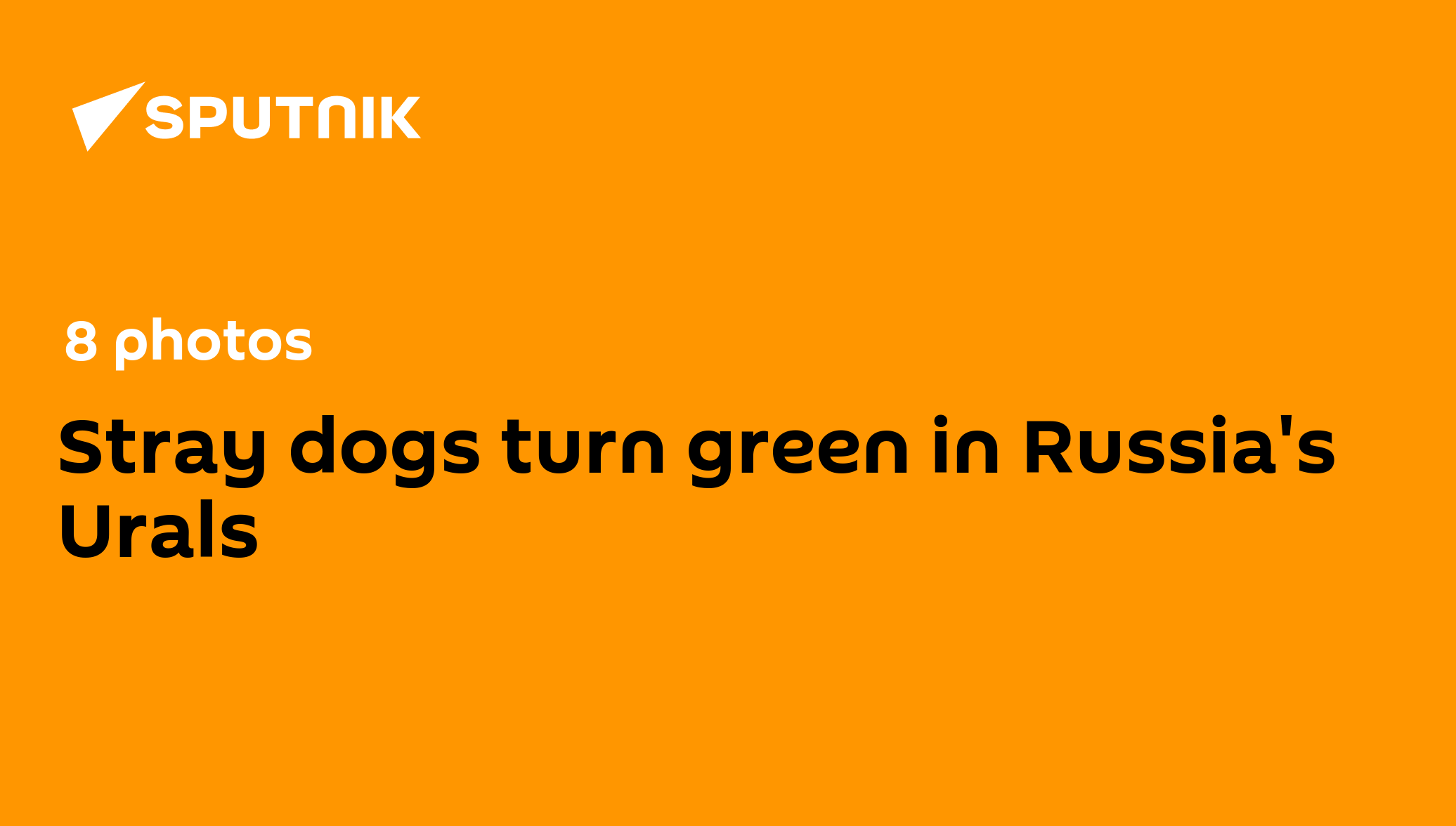 Stray dogs turn green in Russia's Urals - 15.12.2009, Sputnik International