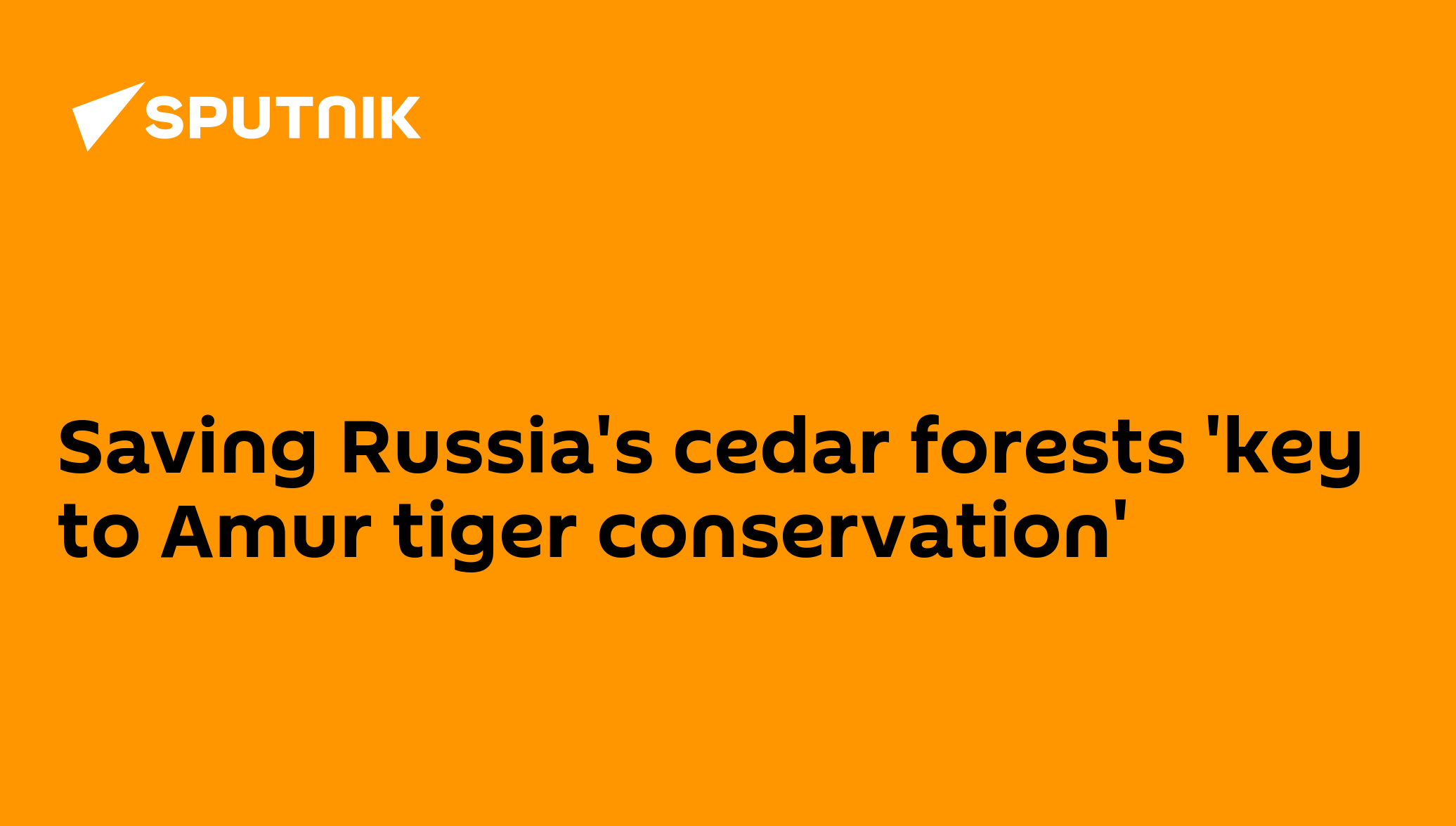 Saving Russia's cedar forests 'key to Amur tiger conservation' - 02.02. ...