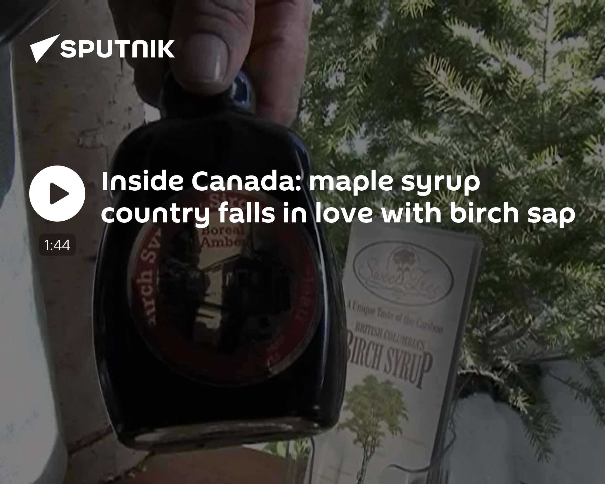 Inside Canada: maple syrup country falls in love with birch sap - 25.02 ...