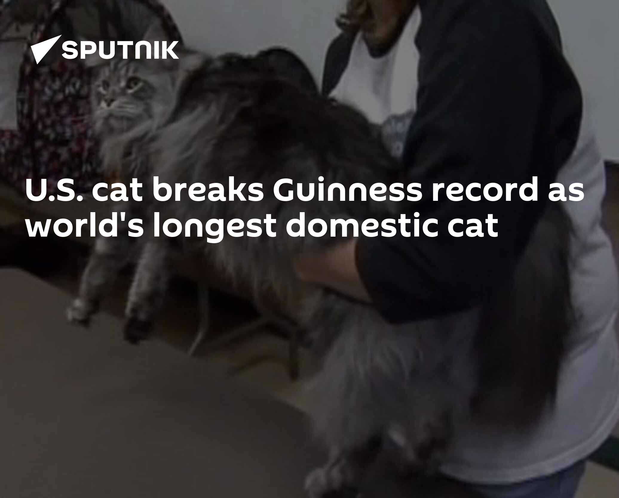 U.S. cat breaks Guinness record as world's longest domestic cat - 20.10 ...
