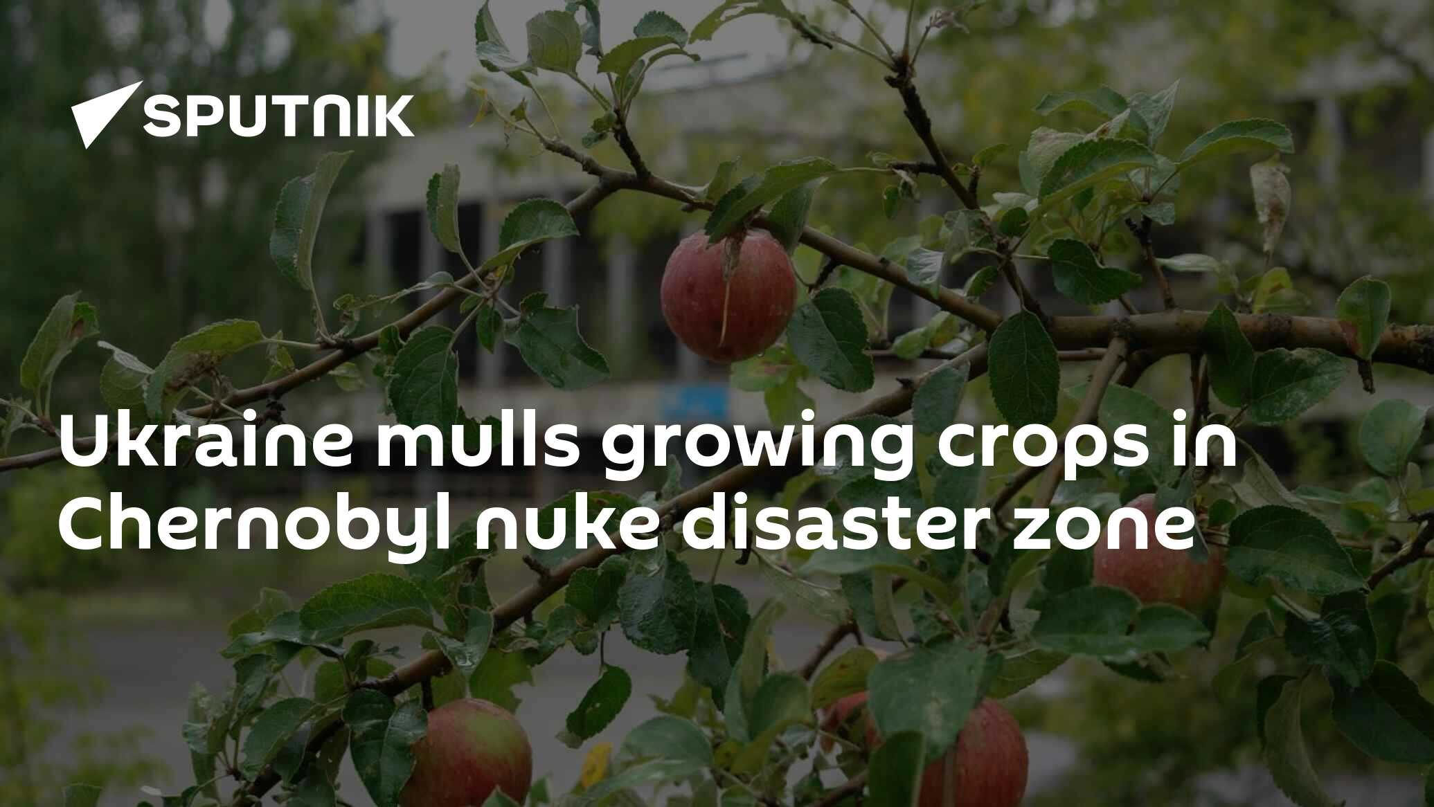 Ukraine mulls growing crops in Chernobyl nuke disaster zone - 12.11. ...