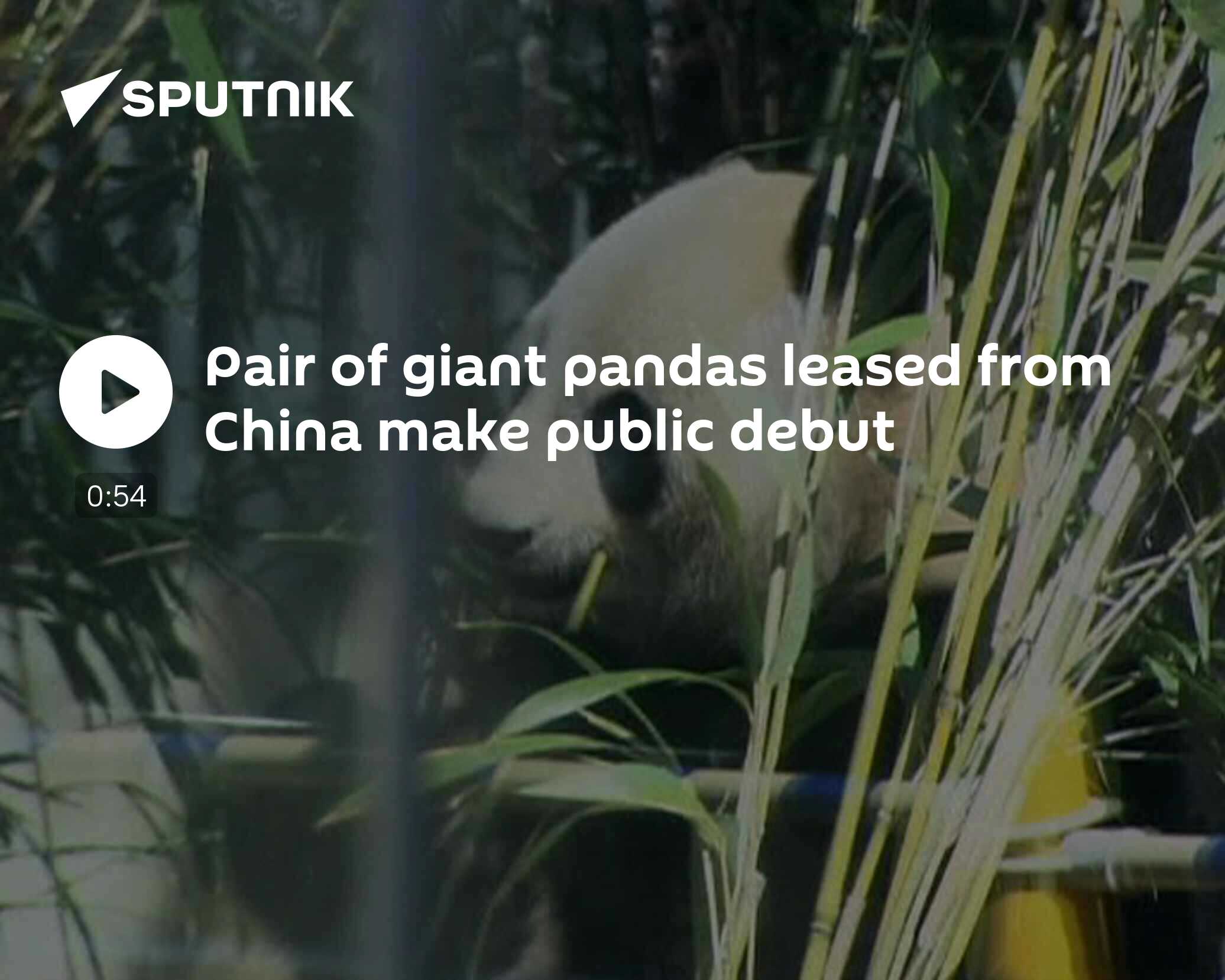 Pair of giant pandas leased from China make public debut - 04.04.2011, Sputnik International