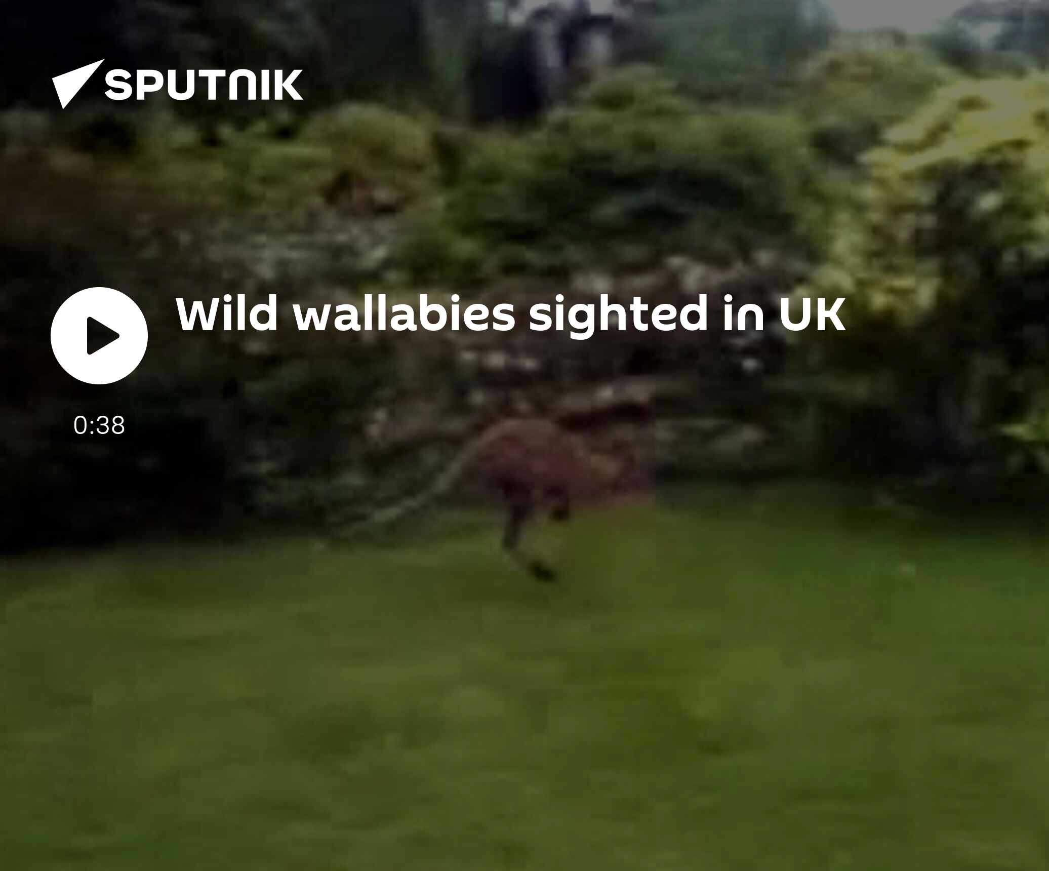 Wild wallabies sighted in UK - 20.05.2011, Sputnik International