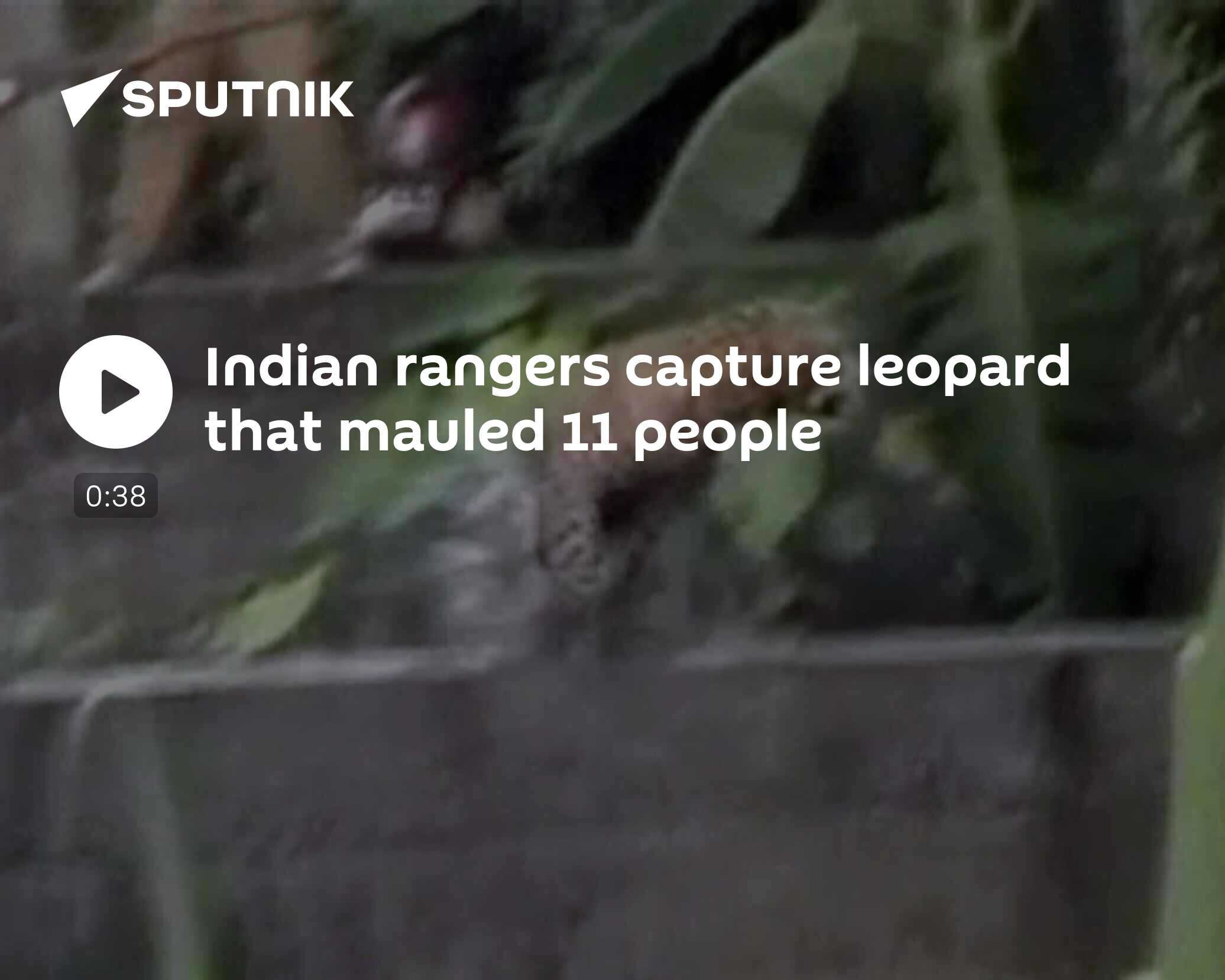 Indian rangers capture leopard that mauled 11 people - 21.07.2011 ...