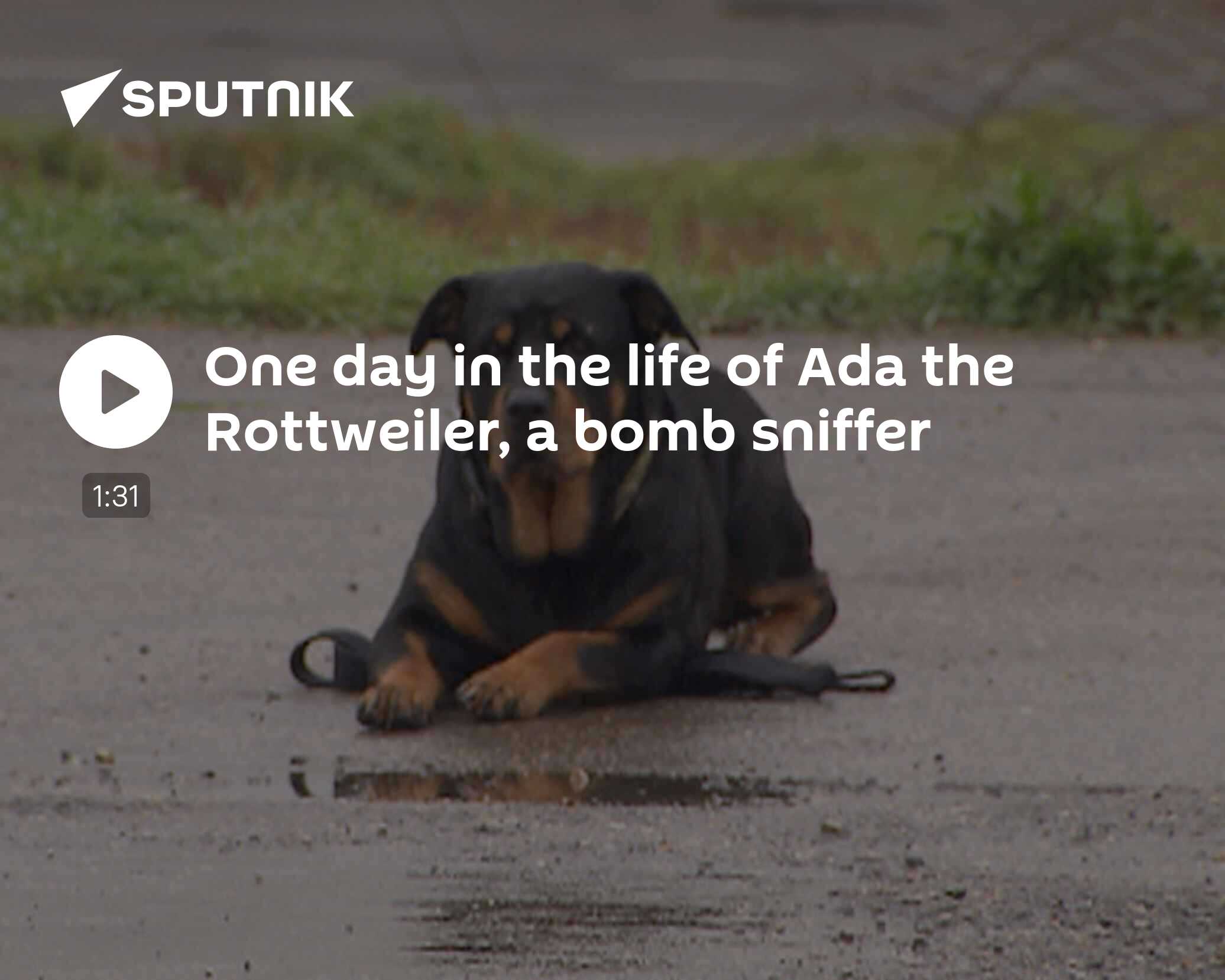 One day in the life of Ada the Rottweiler, a bomb sniffer - 05.10.2011 ...