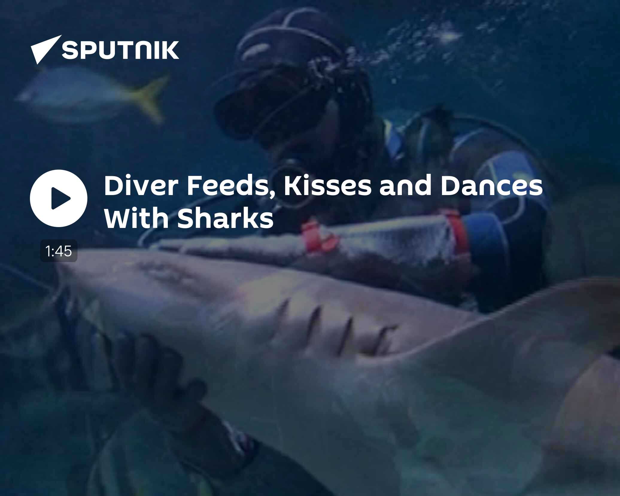 Diver Feeds, Kisses and Dances With Sharks - 17.04.2012, Sputnik ...