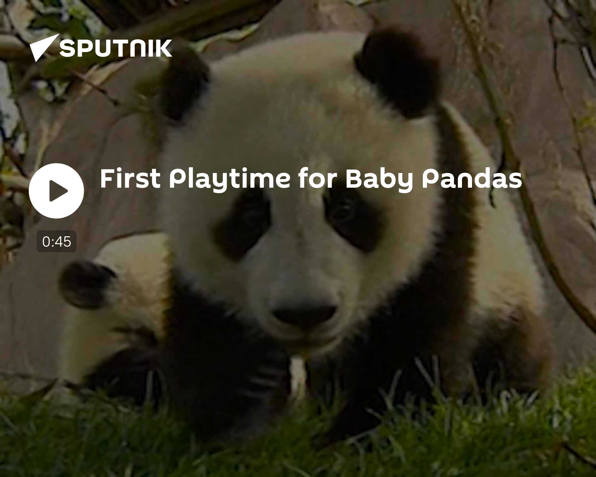 First Playtime for Baby Pandas - 10.07.2012, Sputnik International