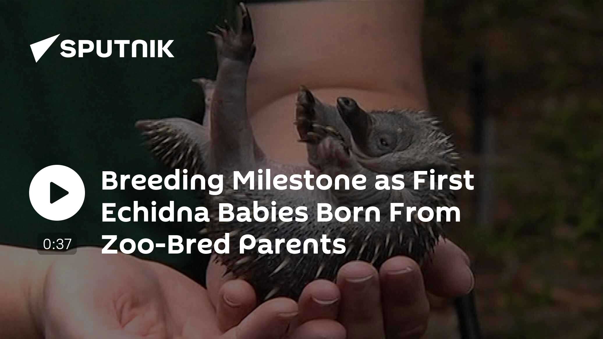 Breeding Milestone as First Echidna Babies Born From Zoo-Bred Parents ...