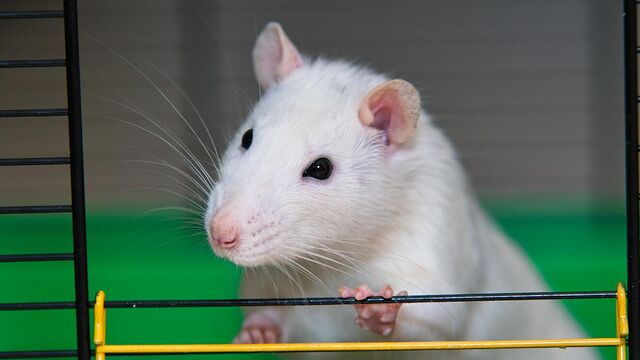 Cyber-Rodent: Russian Lab Wires Rat’s Brain to AI in World First