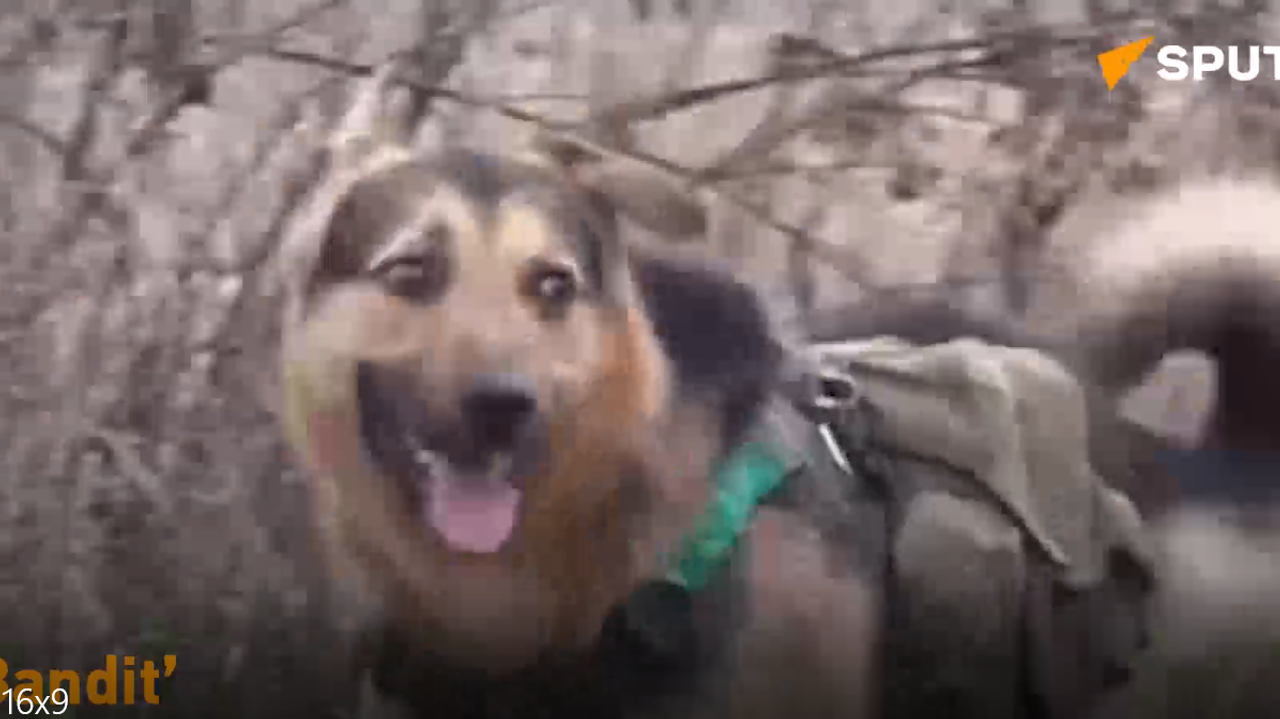 Brave Canine Helps Russian Soldiers Fighting in Special Op - Video