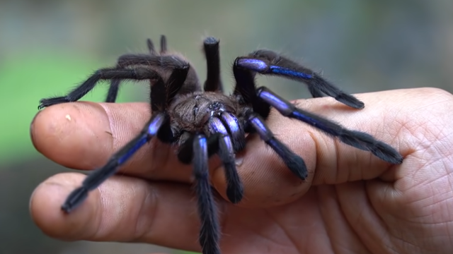 Scientists Find Home of ‘Electric Blue’ Tarantula in Thailand’s Mangroves