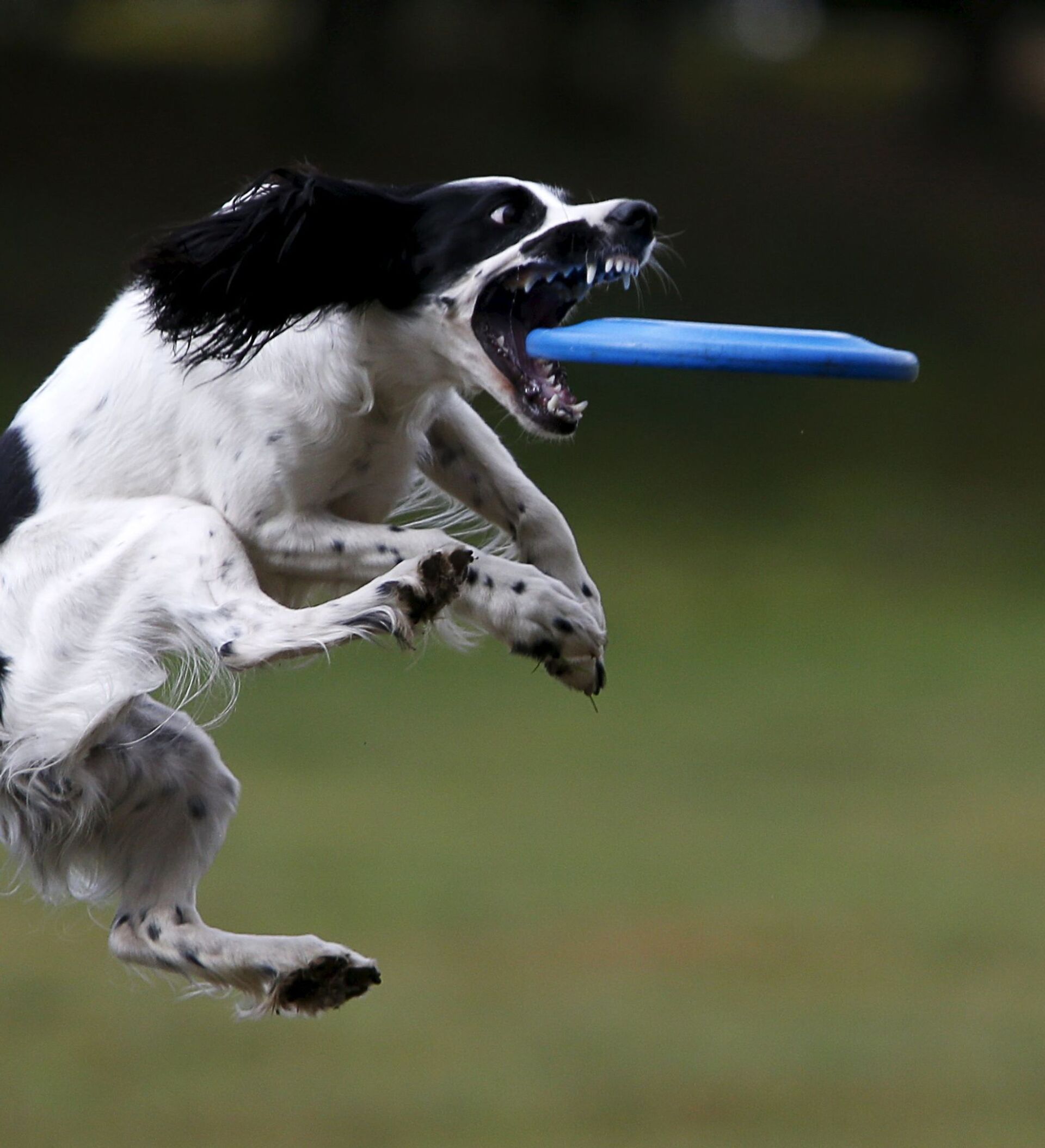 Woof-tastic: Virtual Robot Dog Can be Trained Just Like Real One - 17. ...