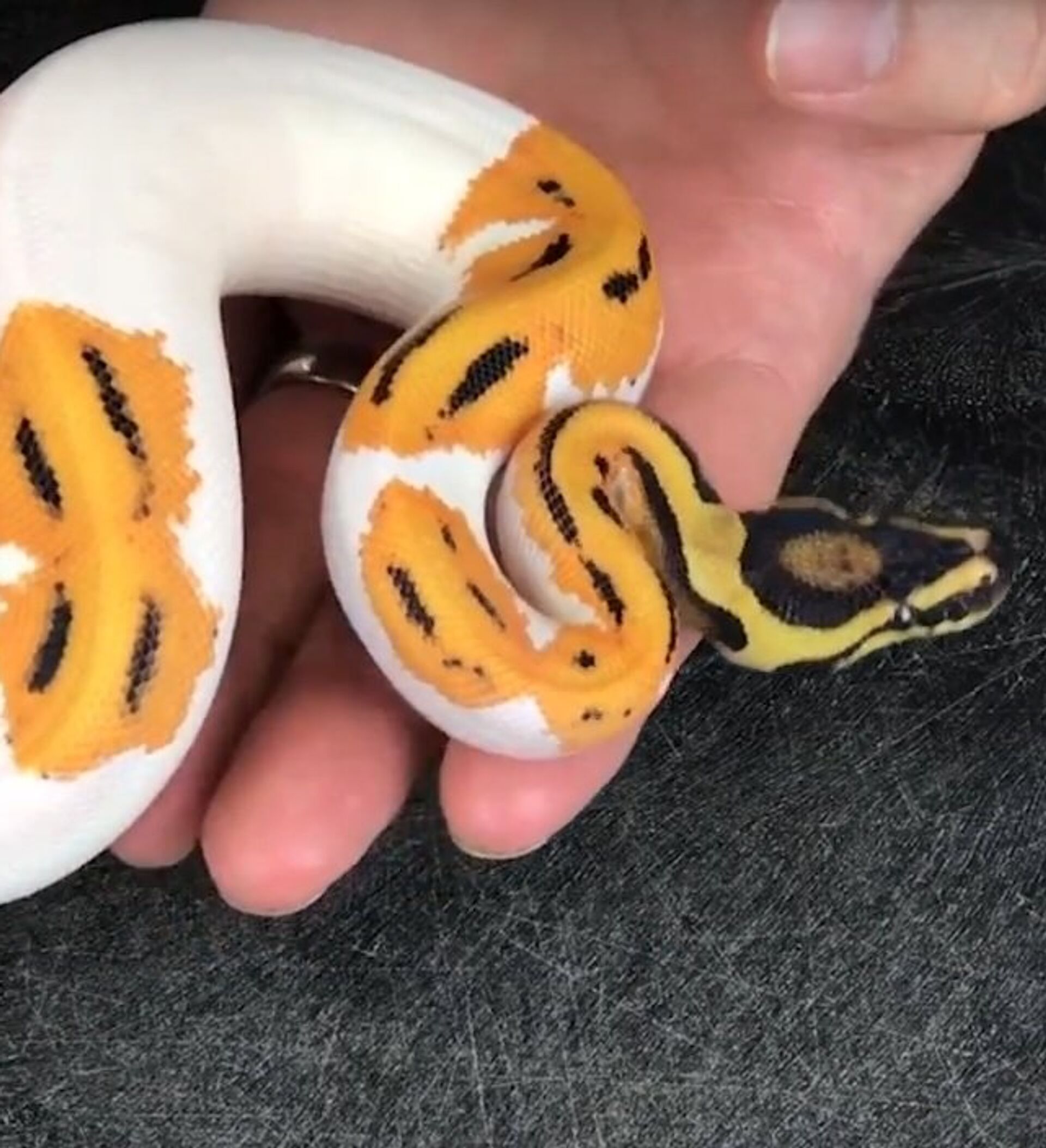 Python Breeder Successfully Creates Emoji-Patterned Snake - 10.03.2017 ...