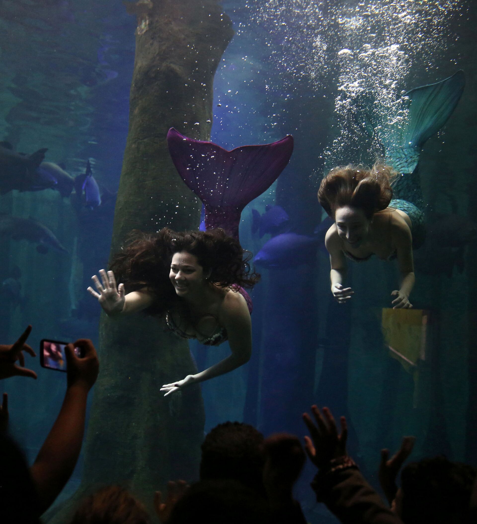 Half Fish, All Woman: Charming Mermaids Take to Life in Brazil - 16.08. ...