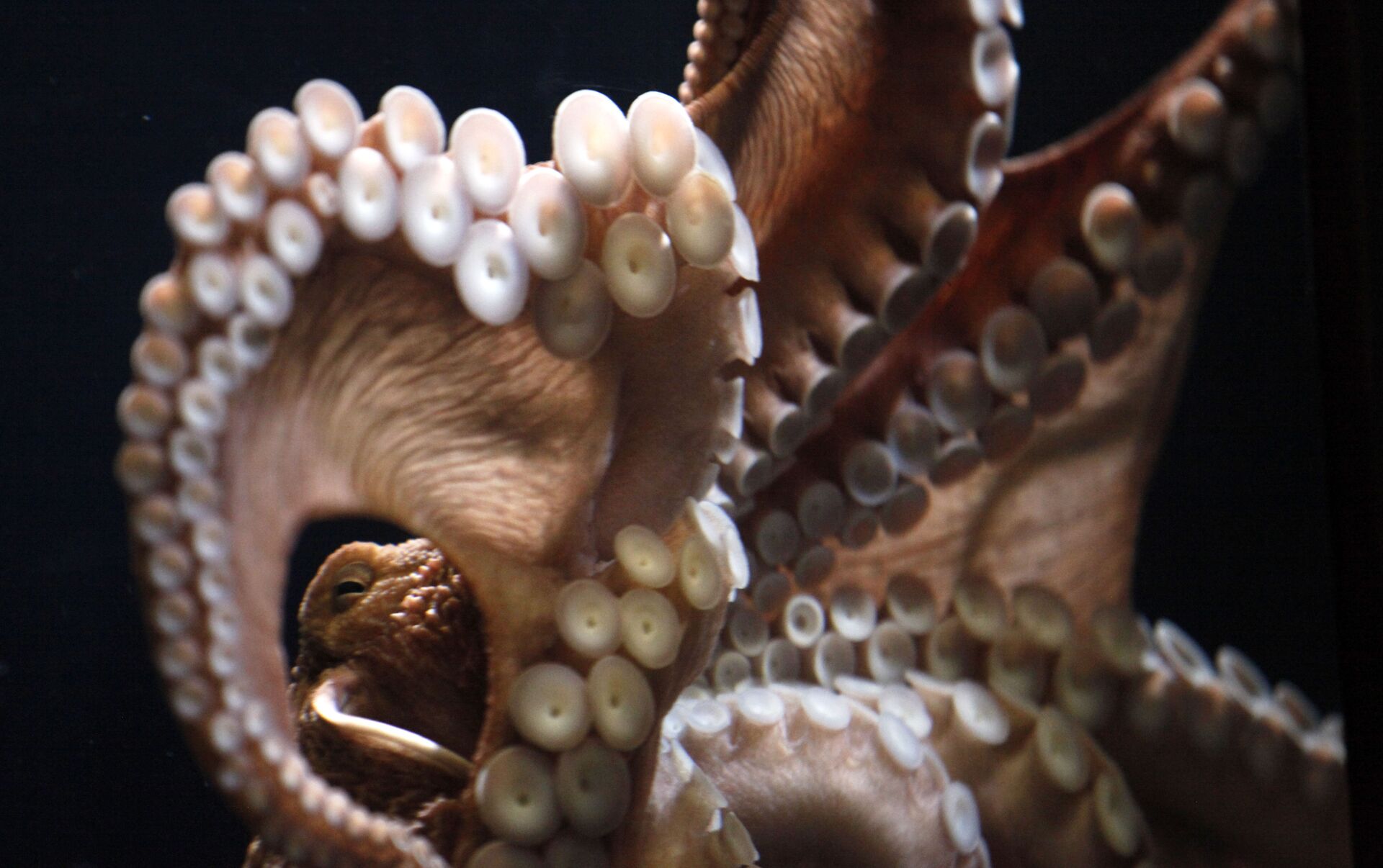 Call of Cthulhu: Scientists Track New Species of World's Largest ...